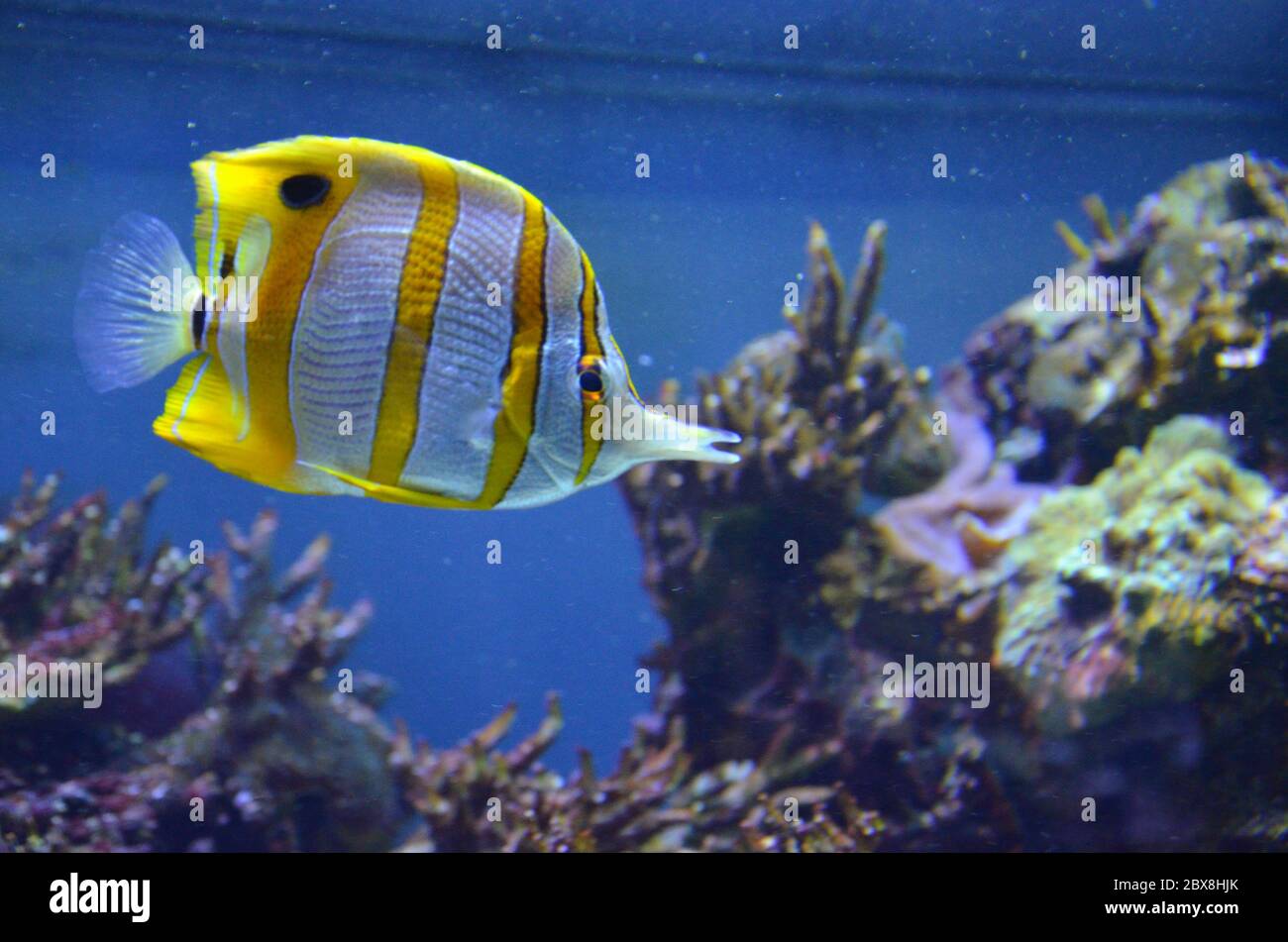Berliner aquarium hi-res stock photography and images - Alamy
