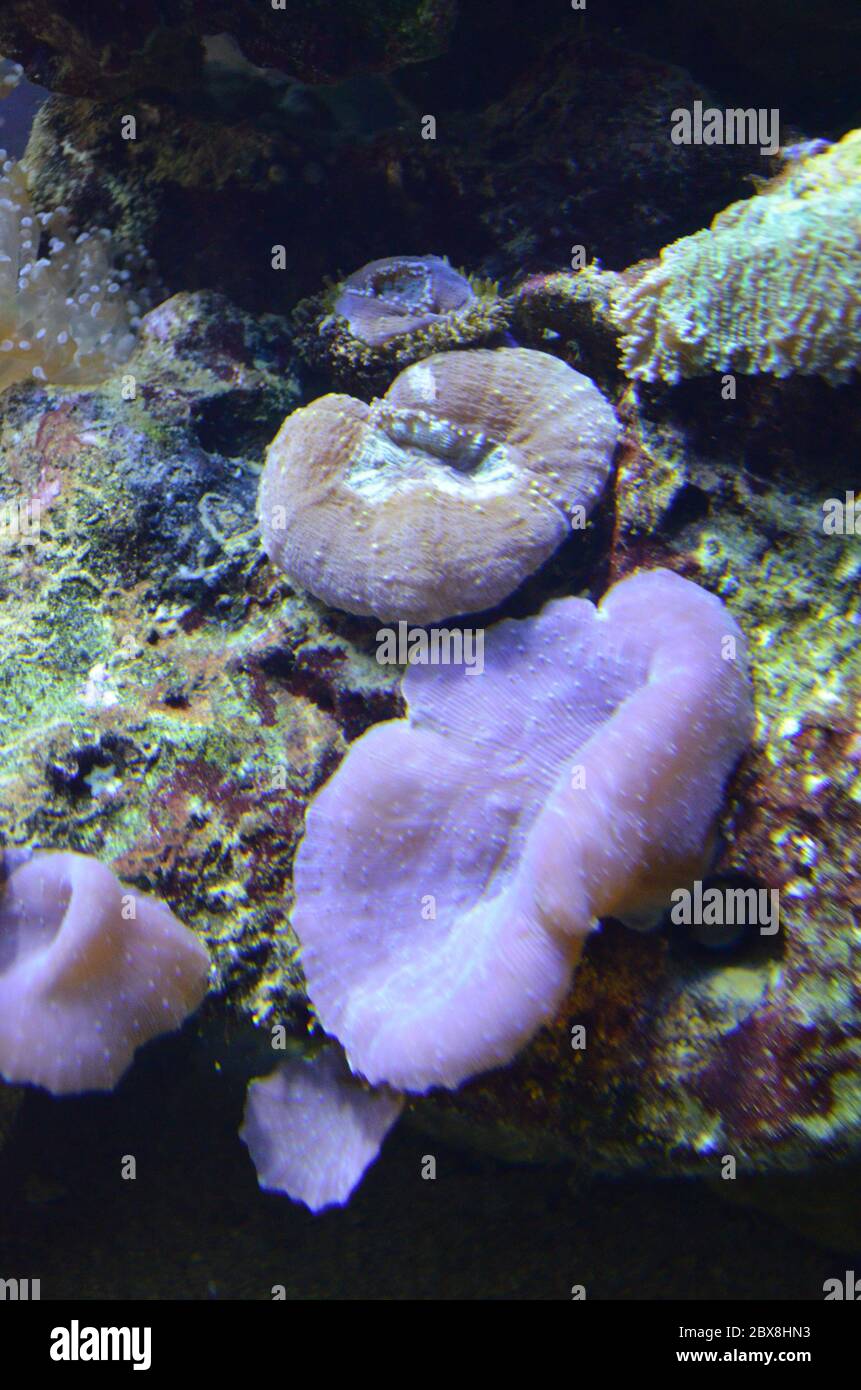 Berliner aquarium hi-res stock photography and images - Alamy