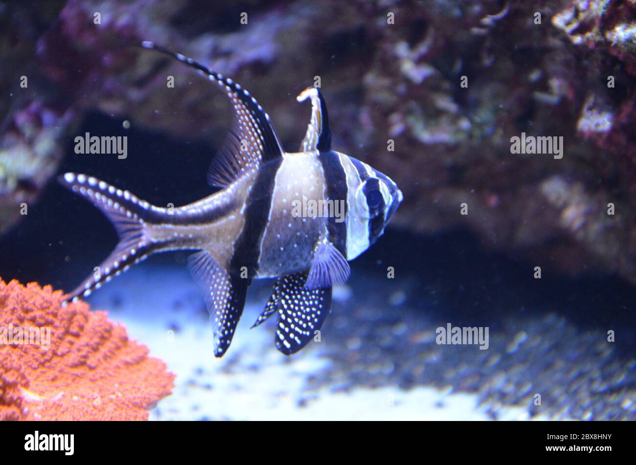 Berliner aquarium hi-res stock photography and images - Alamy