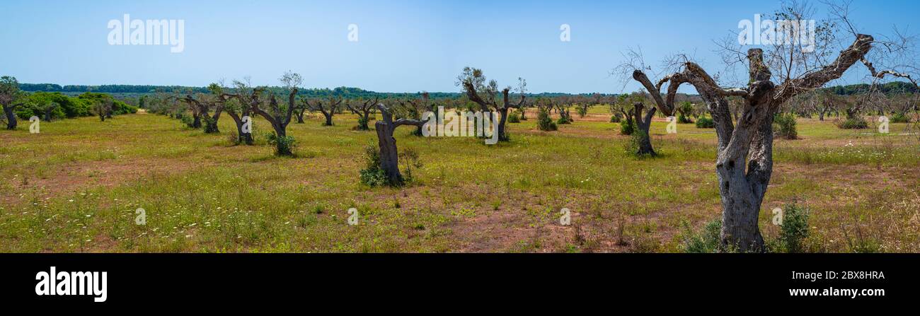 Infested olive trees (bacterium Xylella Fastidiosa), Salento, South ...