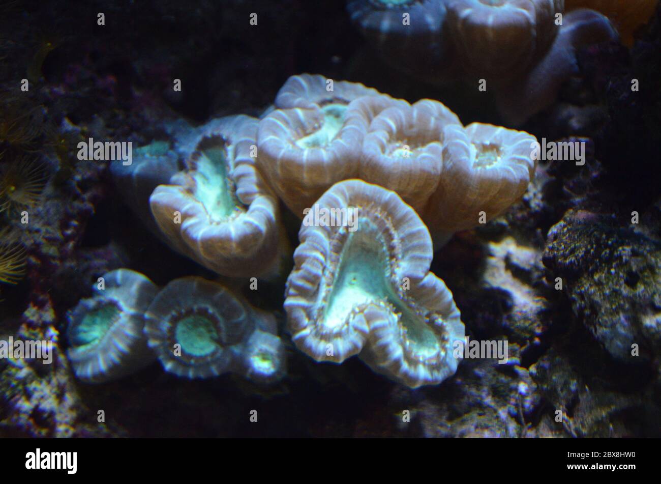 Coral in the Berlin Aquarium, Germany Stock Photo - Alamy