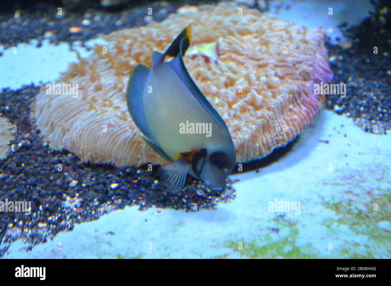Berliner aquarium hi-res stock photography and images - Alamy
