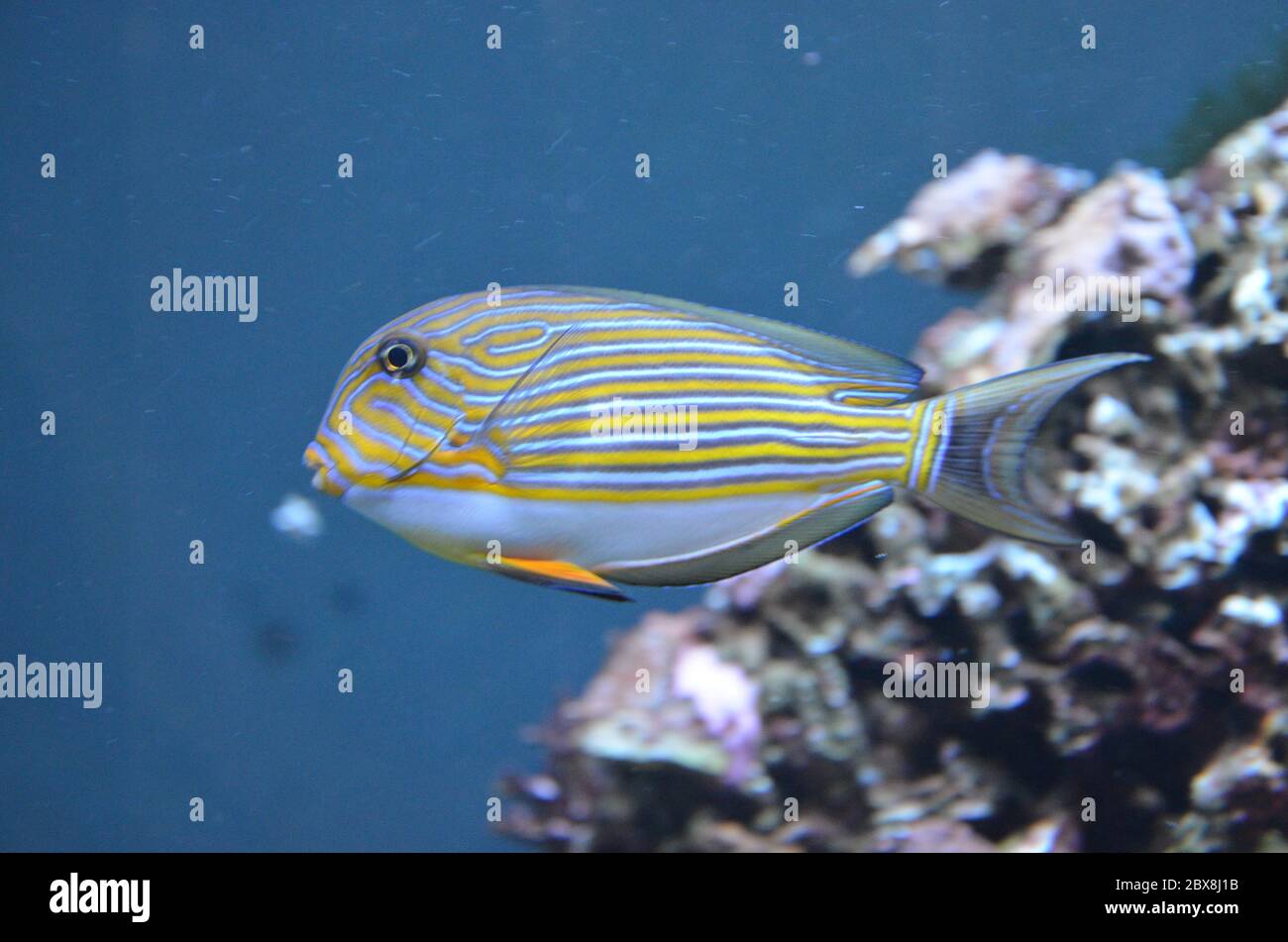 Tropical fish in aquarium, Berlin Stock Photo - Alamy