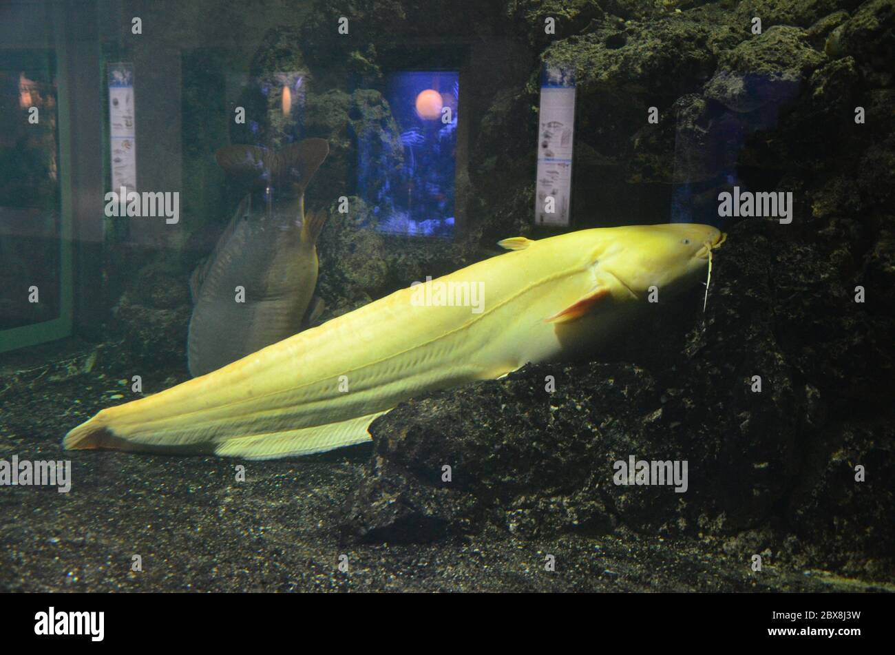 Berliner aquarium hi-res stock photography and images - Alamy