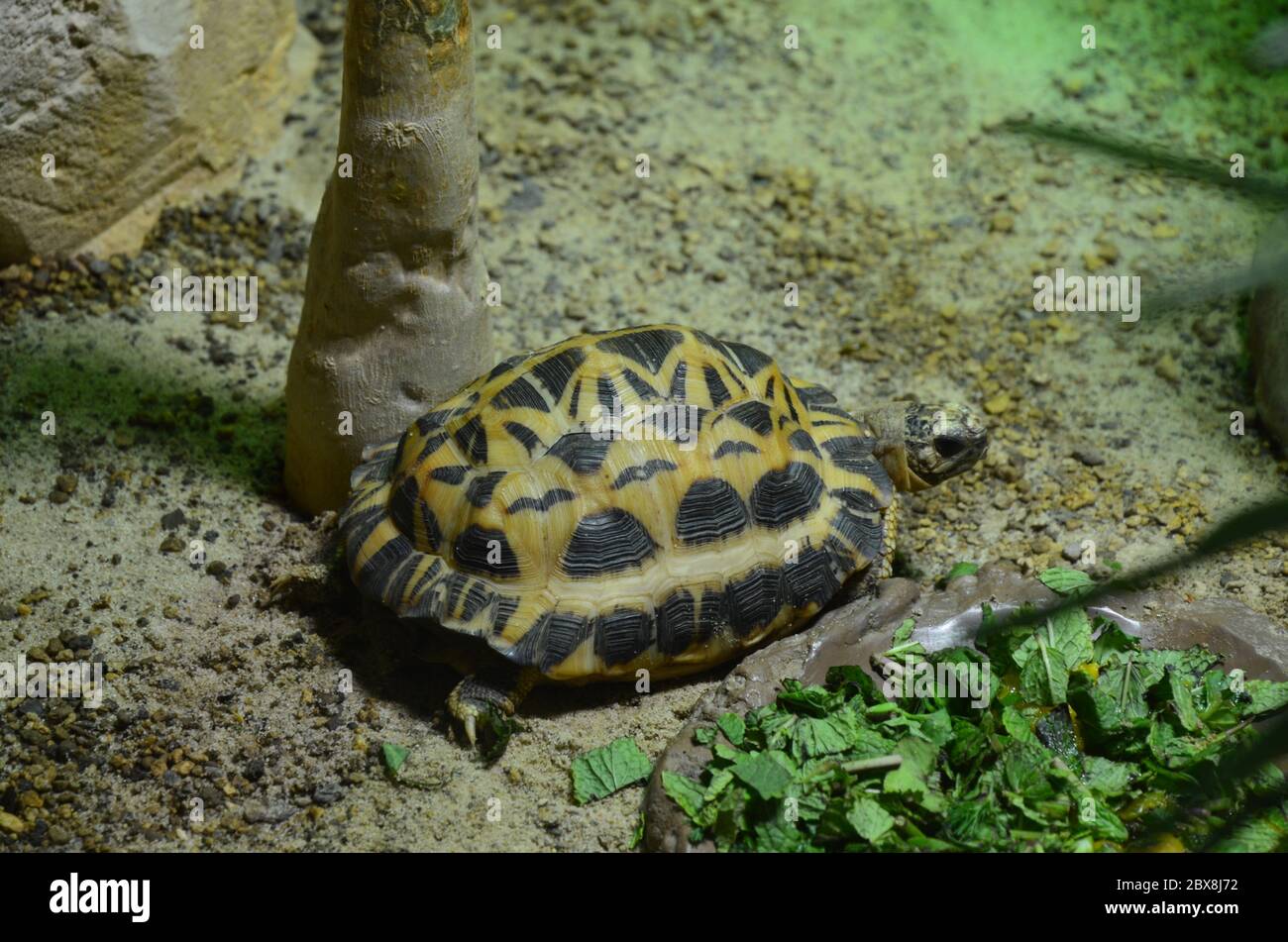 Land Tortoise walking in Sand Stock Photo - Alamy