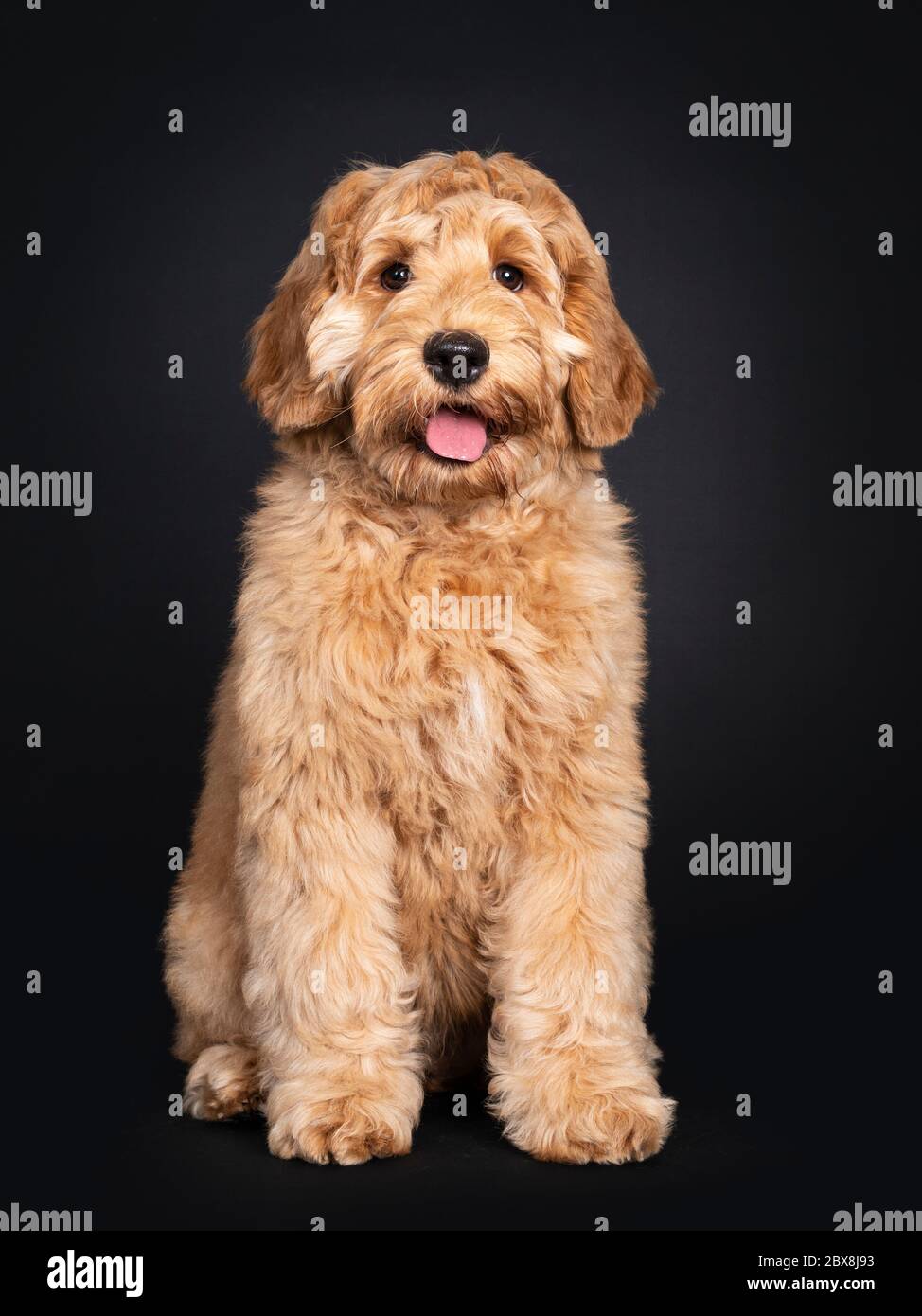 Cute Labradoodle pup, sitting facing front. Looking towards camera with ...