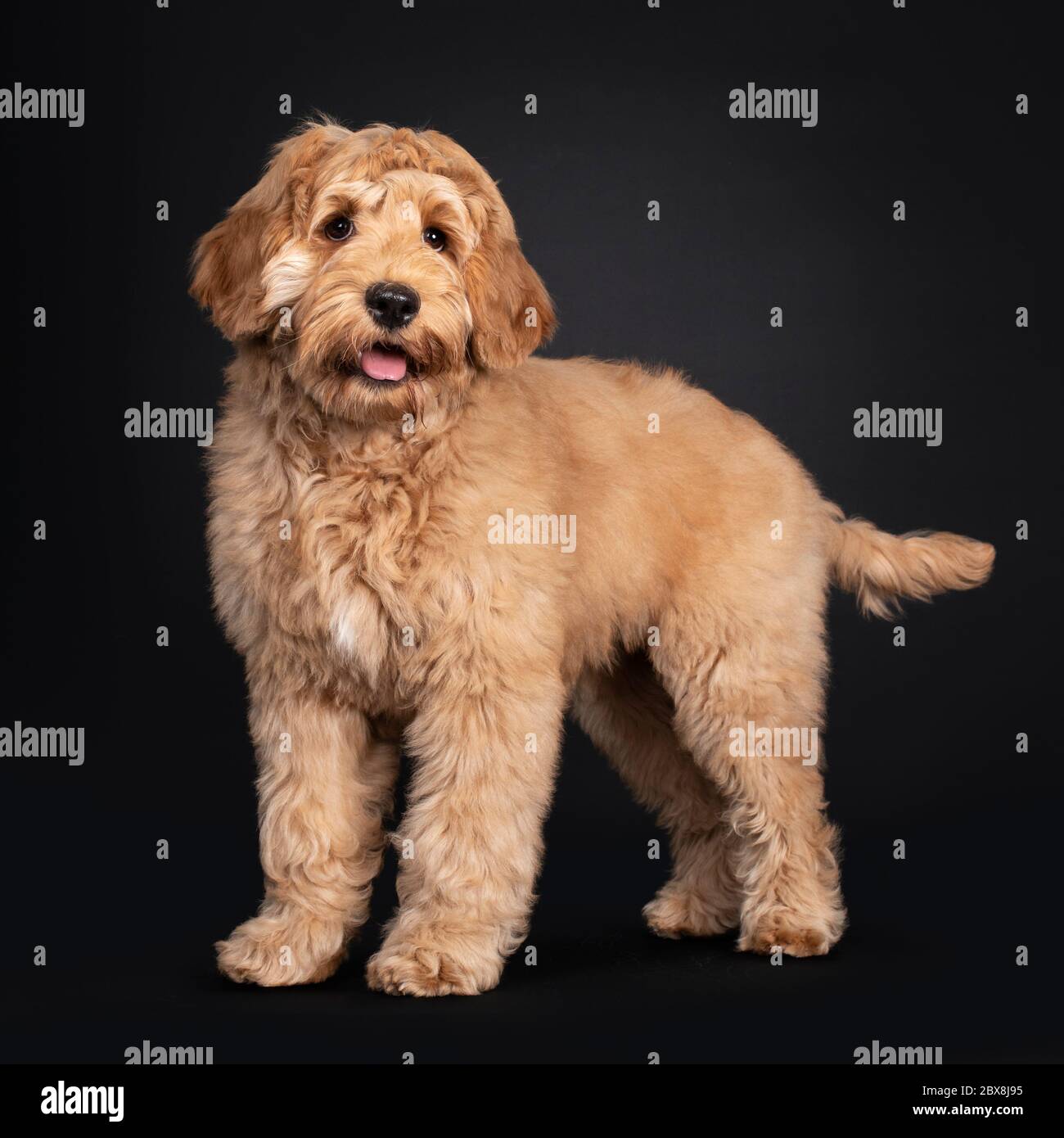 Cute Labradoodle pup, standing side ways. Looking towards camera with ...
