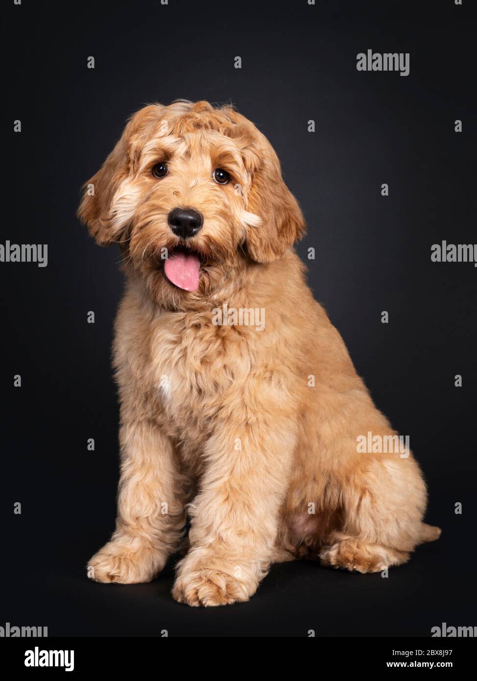 Cute Labradoodle pup, sitting side ways. Looking towards camera with ...