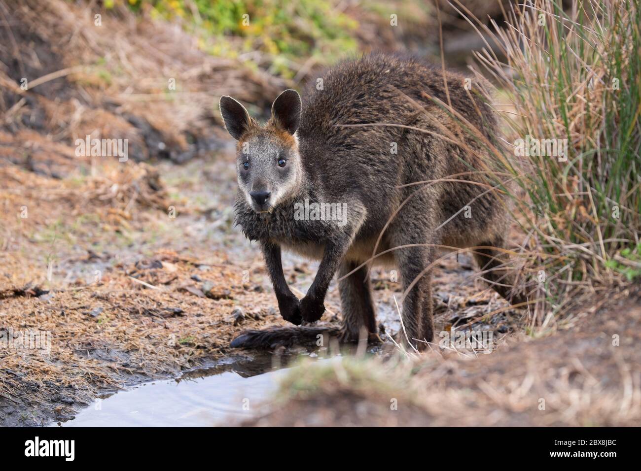 Wallaby stands on its hind legs at a pool in a field on Phillip Island ...