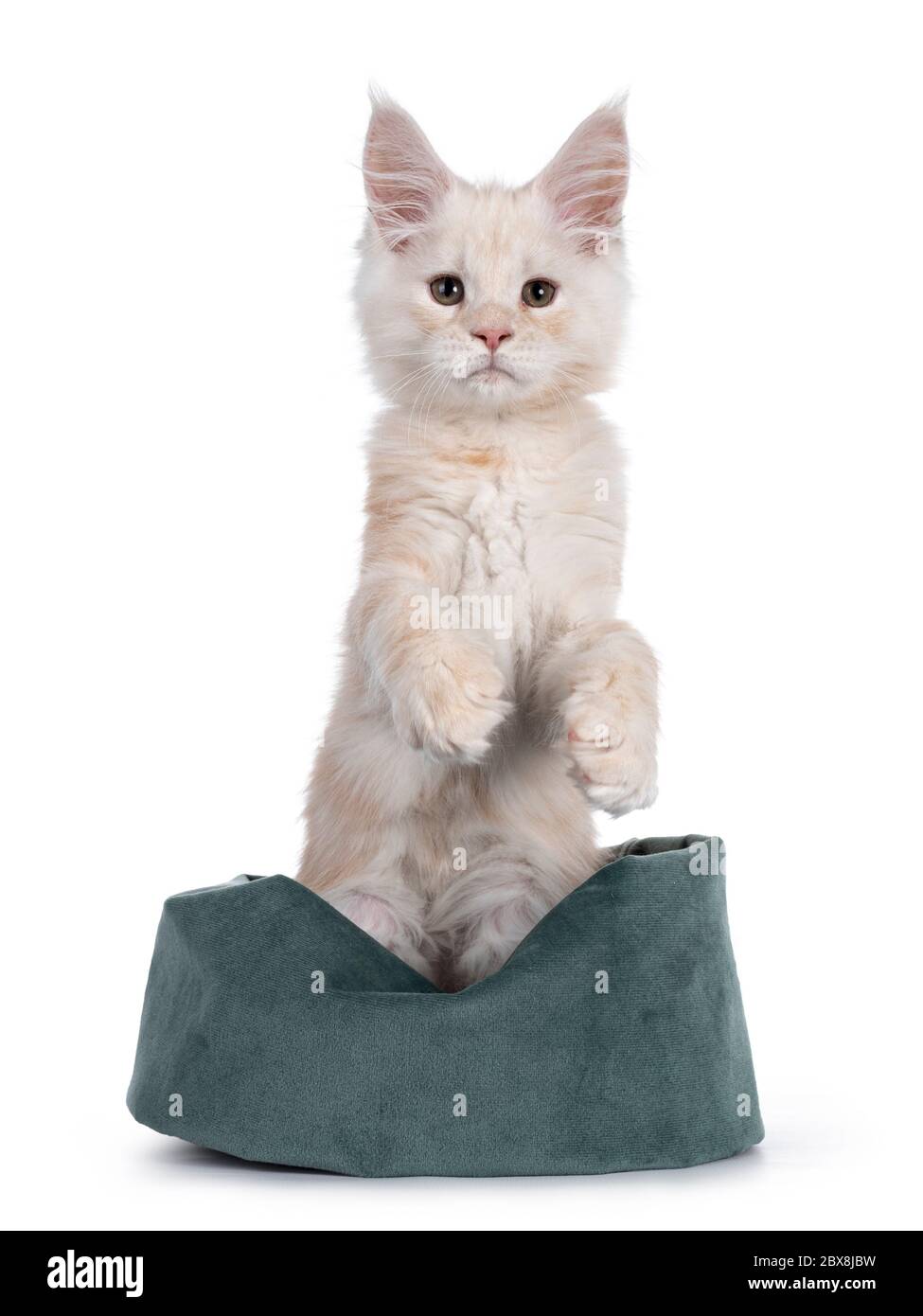 Sweet red shaded Maine Coon cat kitten, sittingon hind paws like ... Sweet red shaded Maine Coon cat kitten, sittingon hind paws like ...