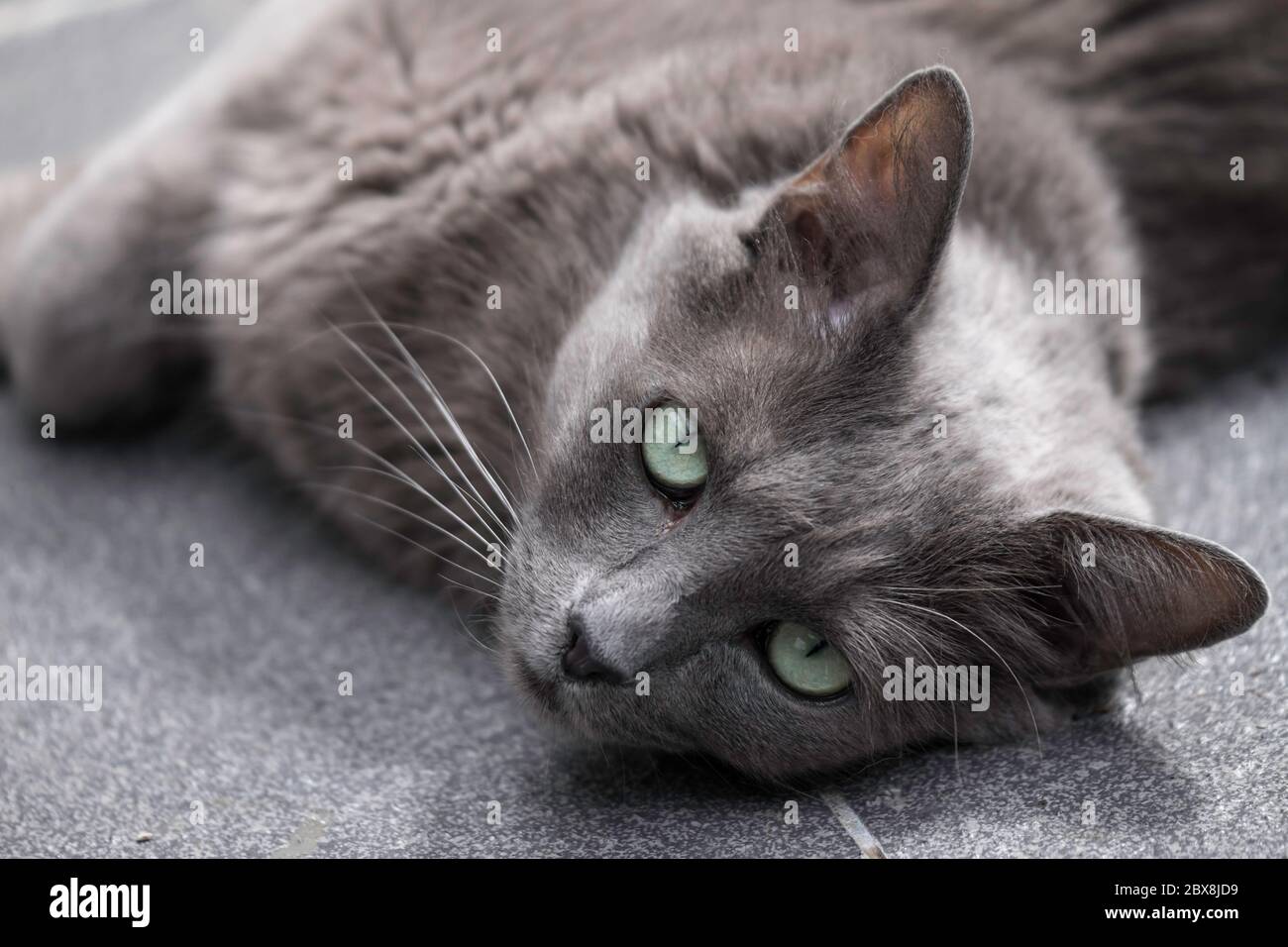 Rare Gray Nebelung cat with green eyes, lying on a tile floor Stock ...