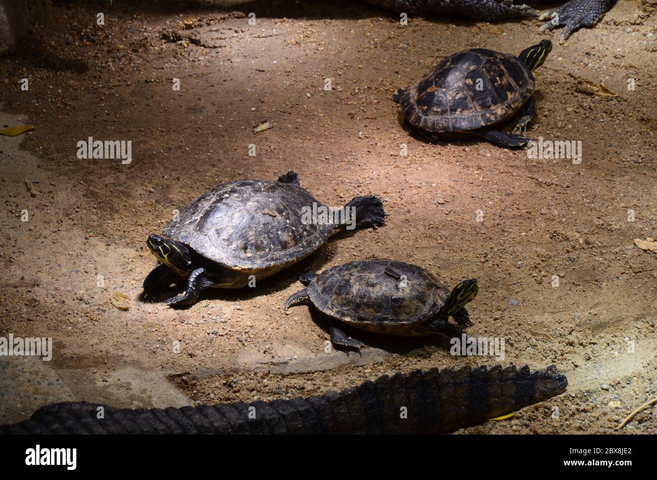 Land Tortoise walking in Sand Stock Photo - Alamy