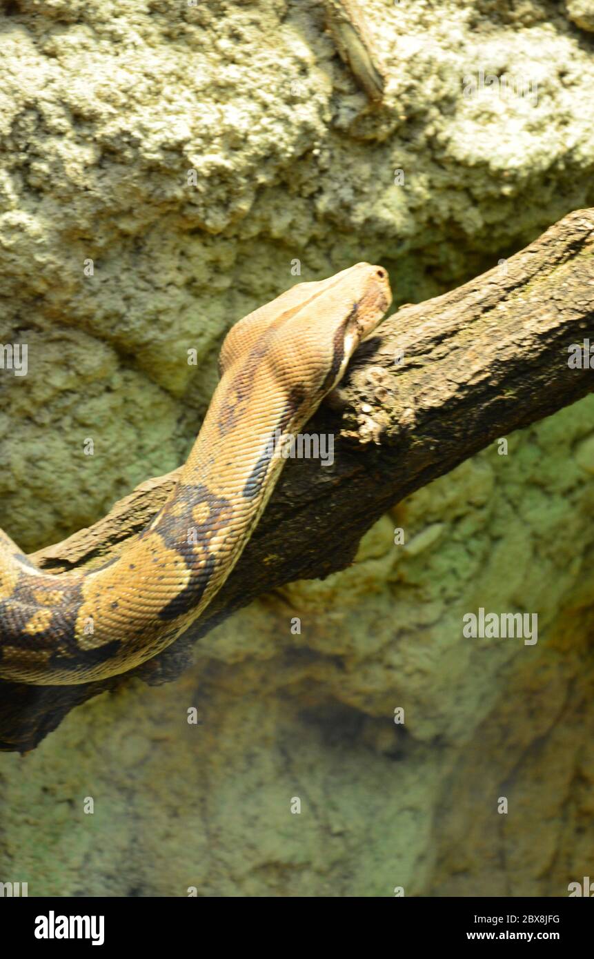 Zoo de berlin hi-res stock photography and images - Alamy