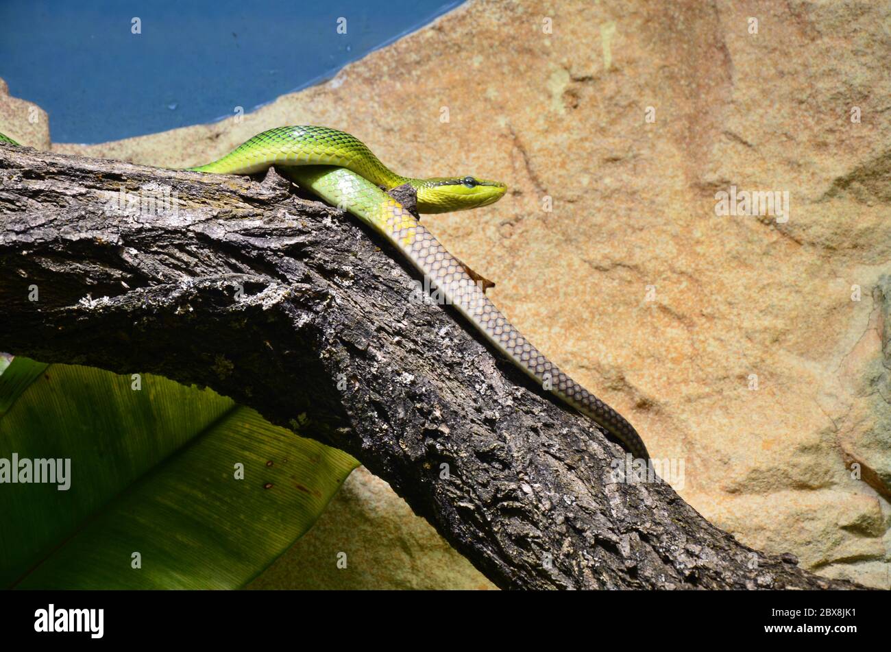 Zoo de berlin hi-res stock photography and images - Alamy