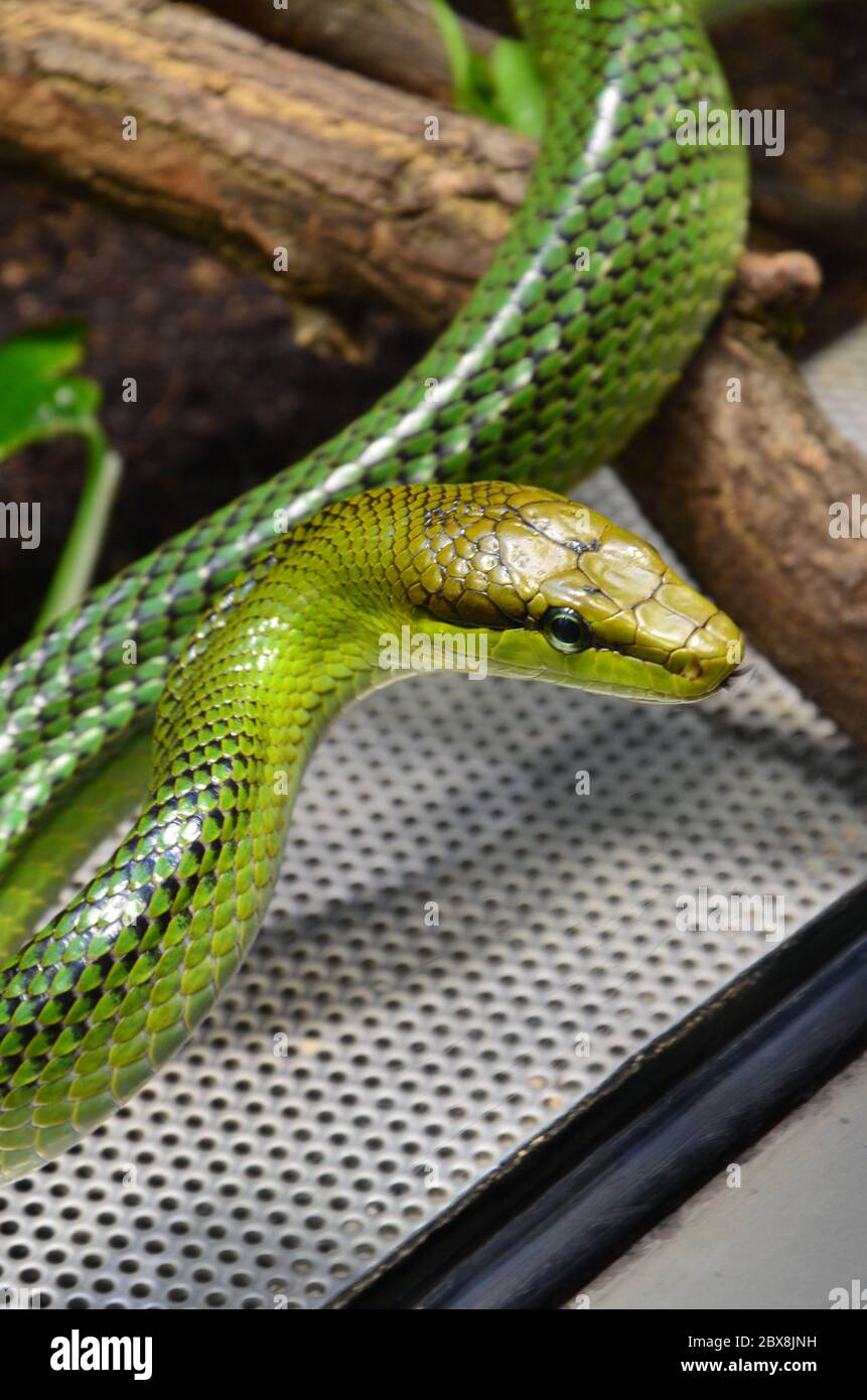 Green snake on the branch in aquarium in Berlin (Germany Stock Photo ...