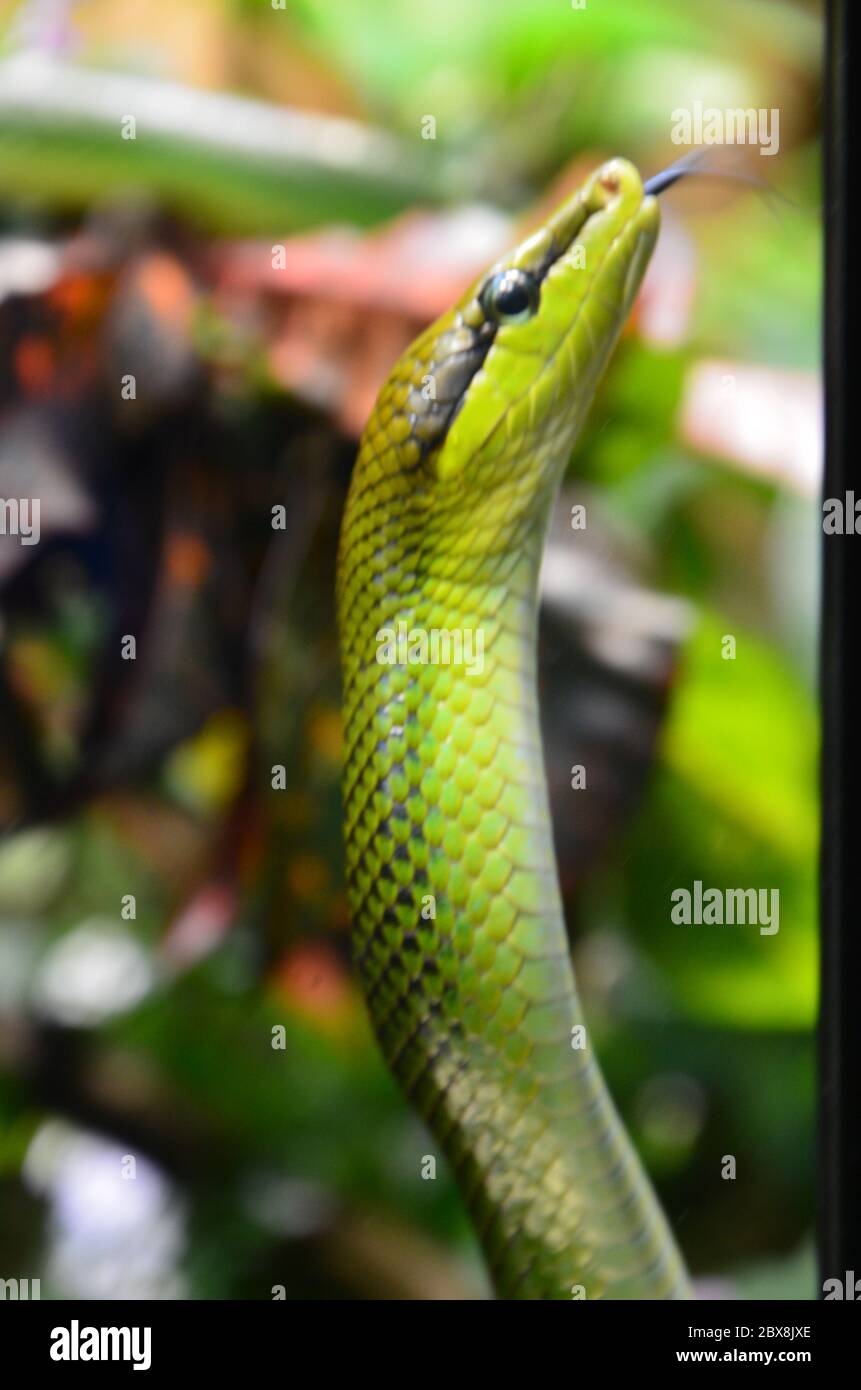 Zoo de berlin hi-res stock photography and images - Alamy