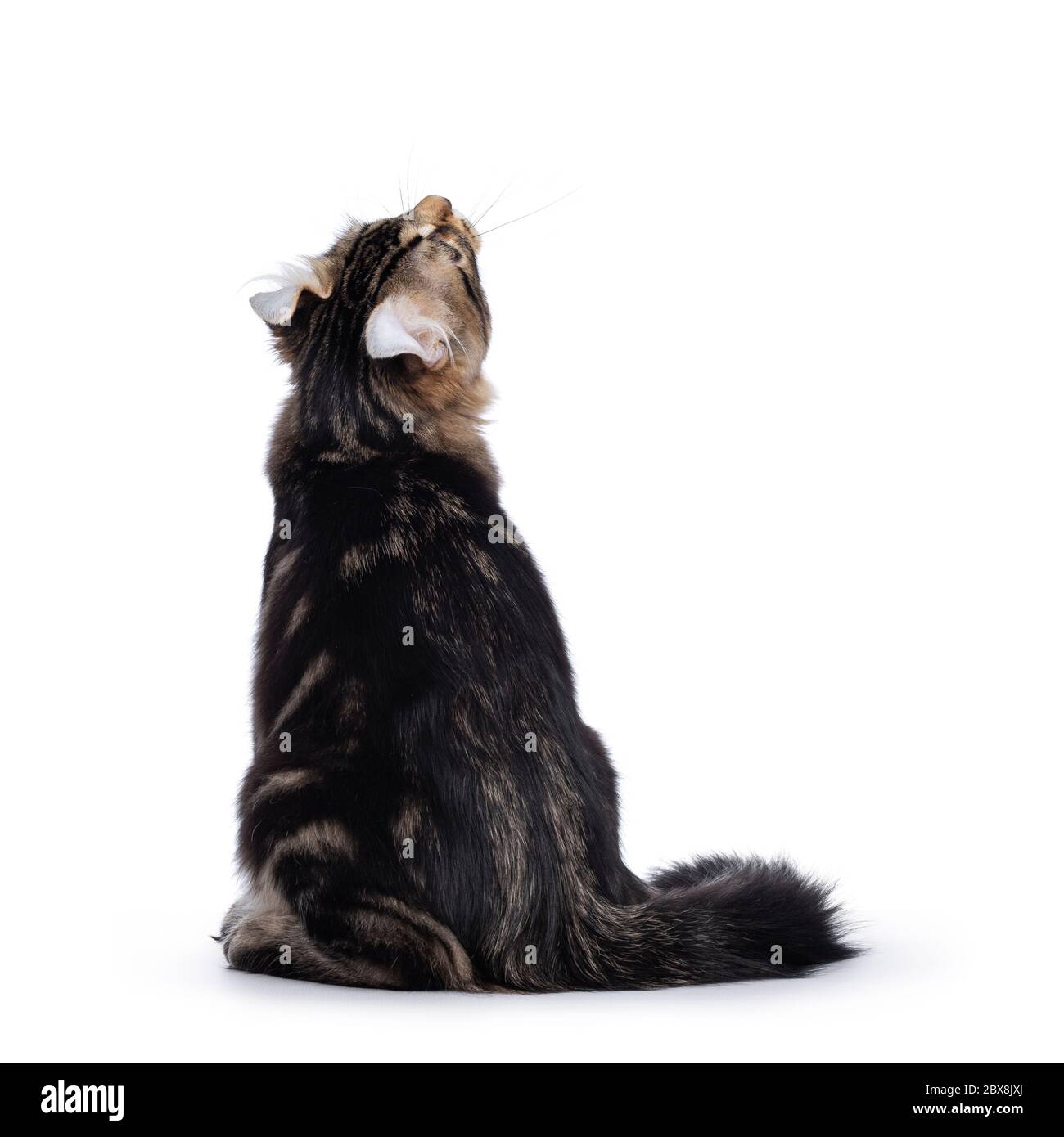 Black tabby with white american curl cat kitten hi-res stock ...