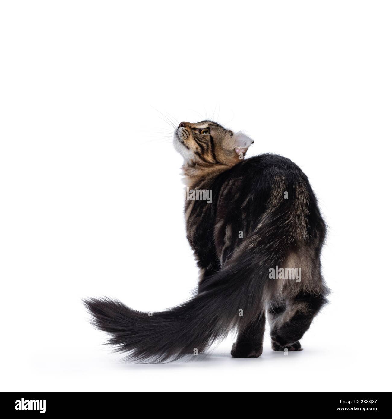 Black tabby with white american curl cat kitten standing Cut Out Stock ...