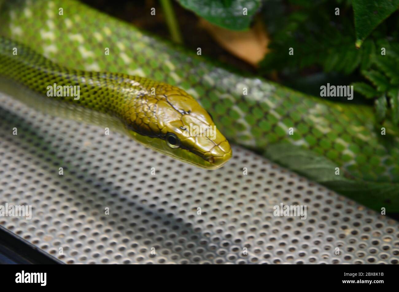 Zoo de berlin hi-res stock photography and images - Alamy