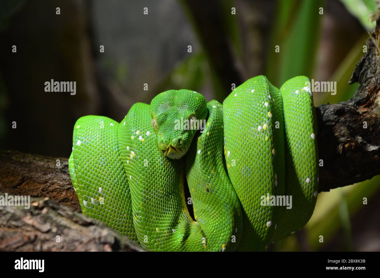 Green snake on the branch in aquarium in Berlin (Germany Stock Photo ...