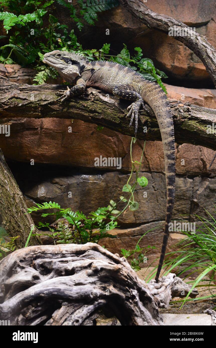 lizard at the zoo, Berlin (Germany Stock Photo - Alamy
