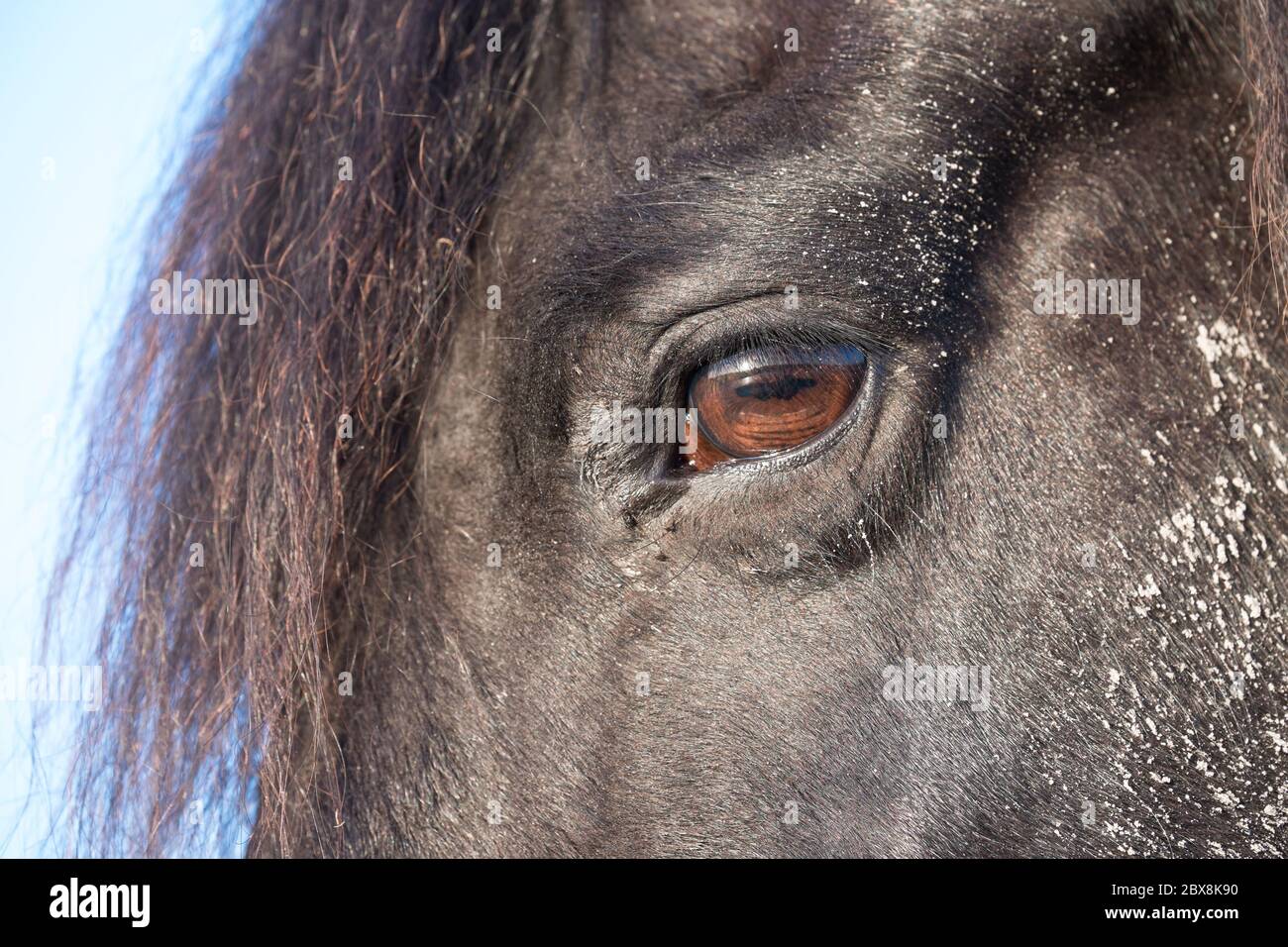 Eye pigmentation hi-res stock photography and images - Alamy
