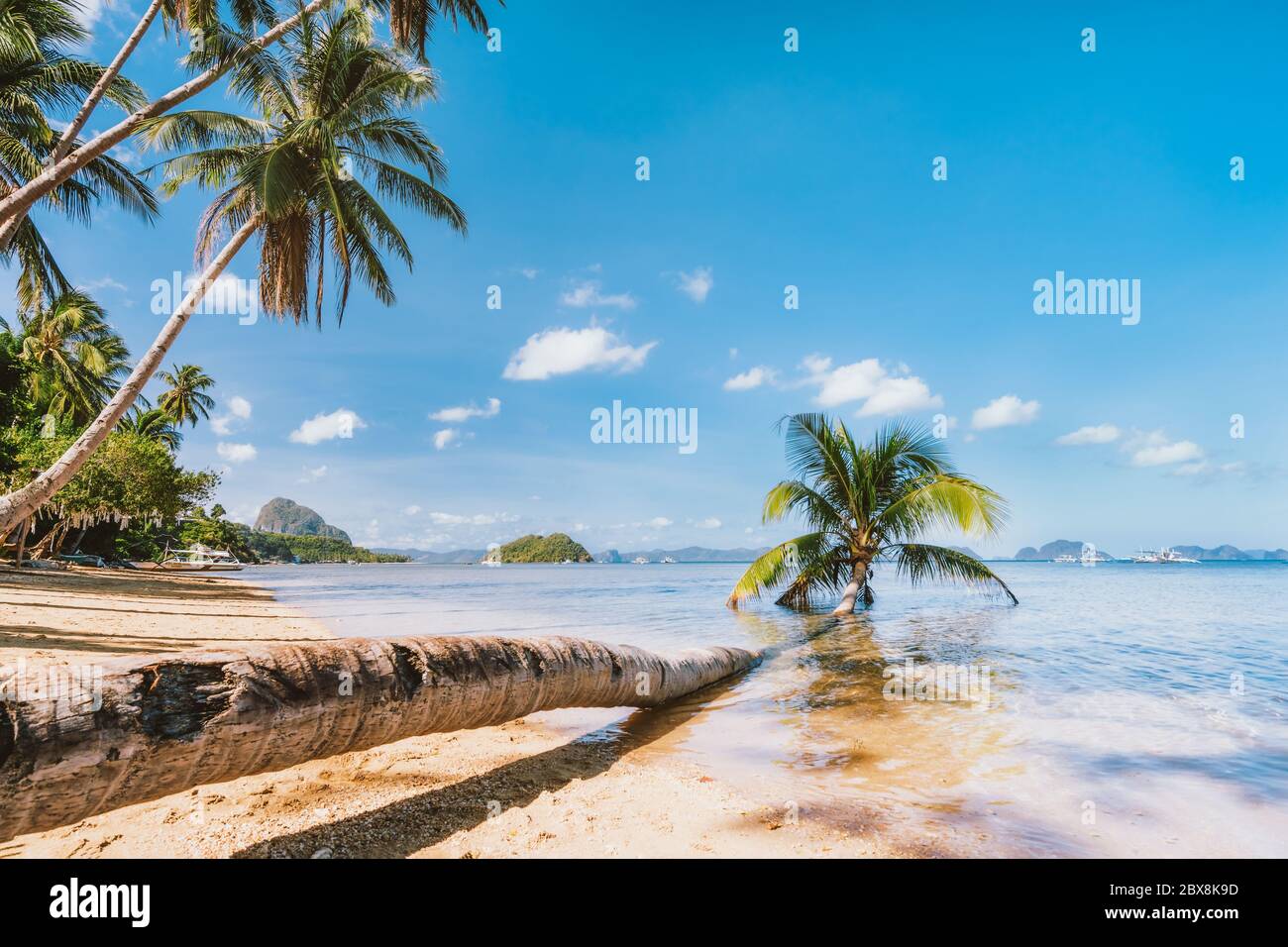 Stem of fallen palm tree laying in lagoon water on sandy corong beach ...