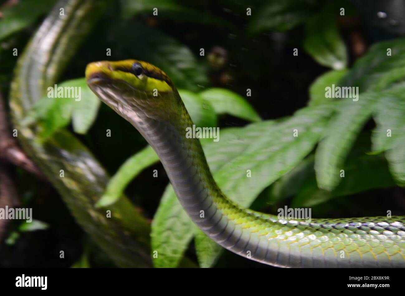 Green snake on the branch in aquarium in Berlin (Germany Stock Photo ...