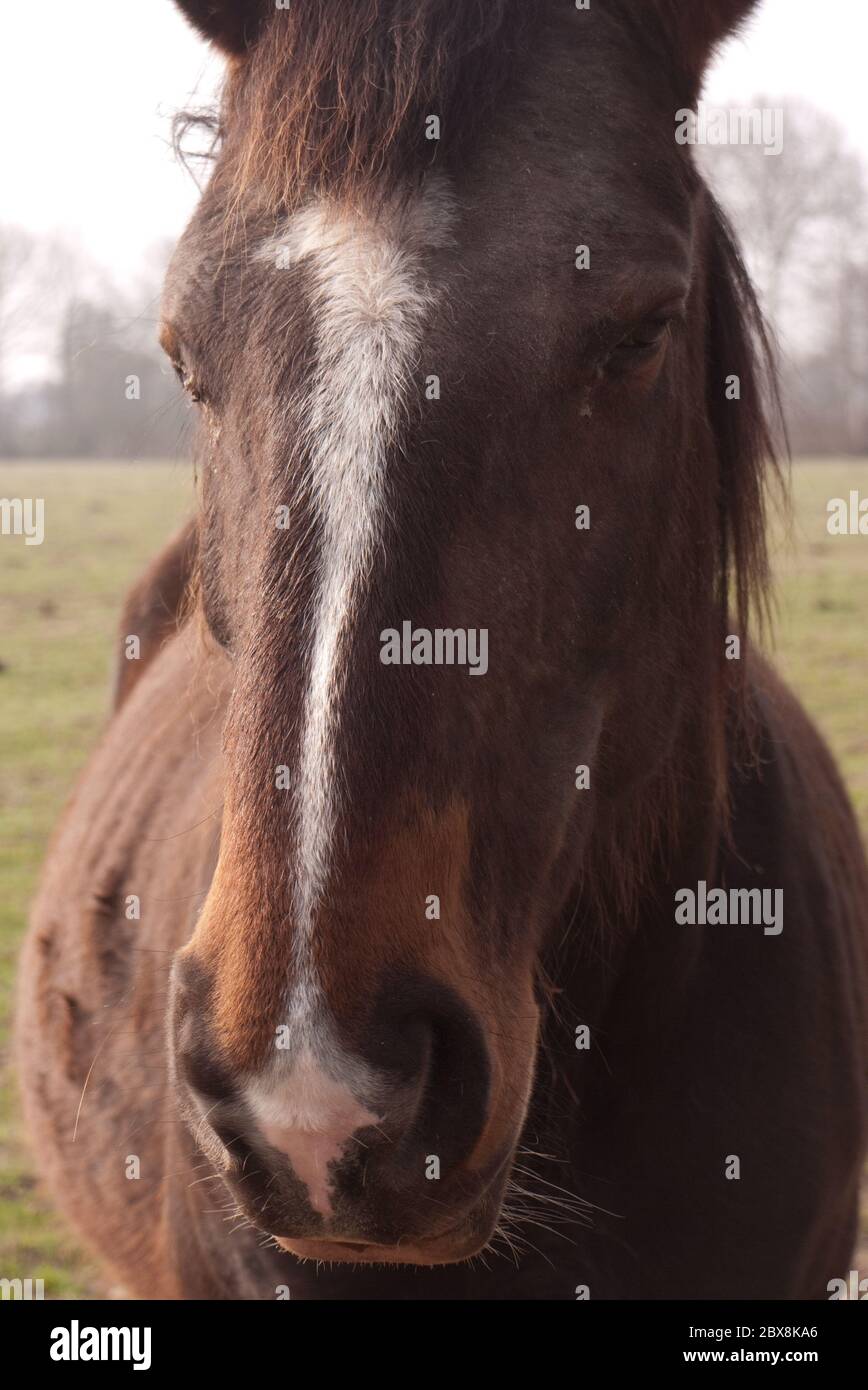 Portrait of a brown horse. Front view. Blaze with a fleshmark in the ...