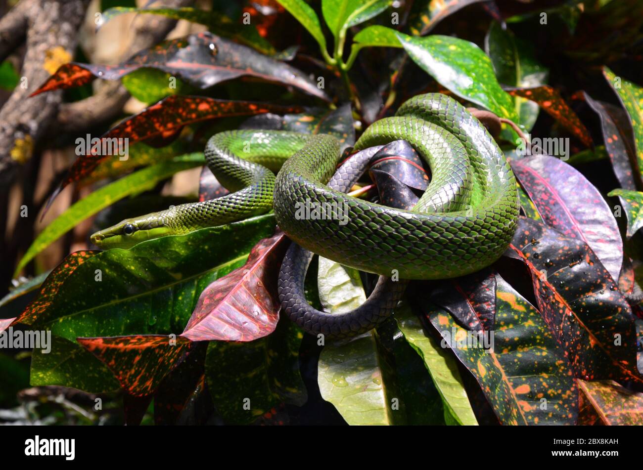 Green snake on the branch in aquarium in Berlin (Germany Stock Photo ...