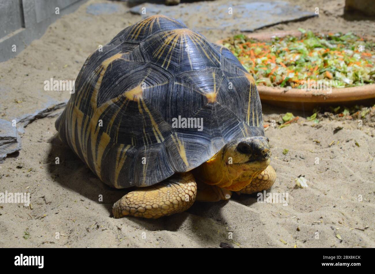 Land Tortoise walking in Sand Stock Photo - Alamy