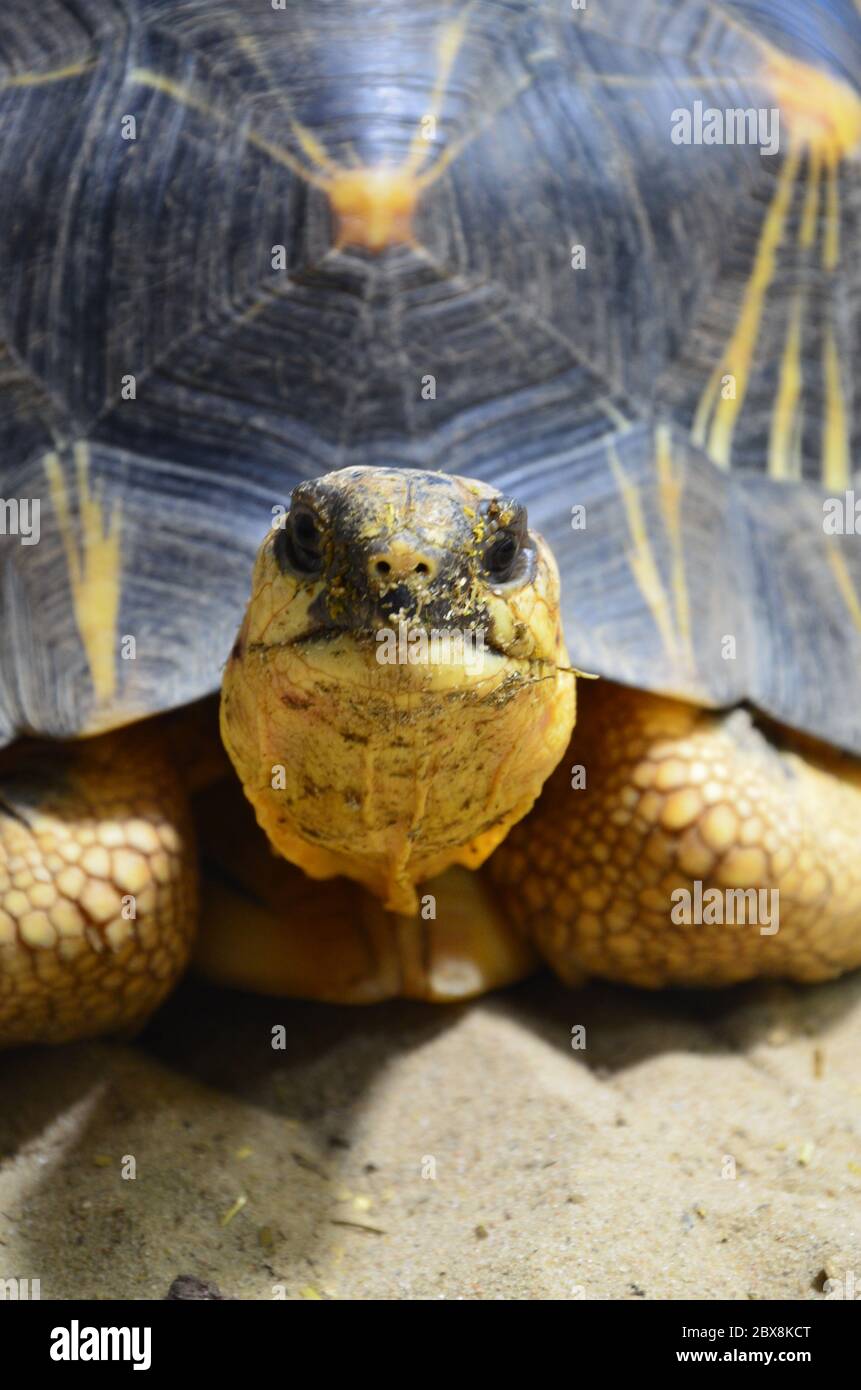 Land Tortoise walking in Sand Stock Photo - Alamy