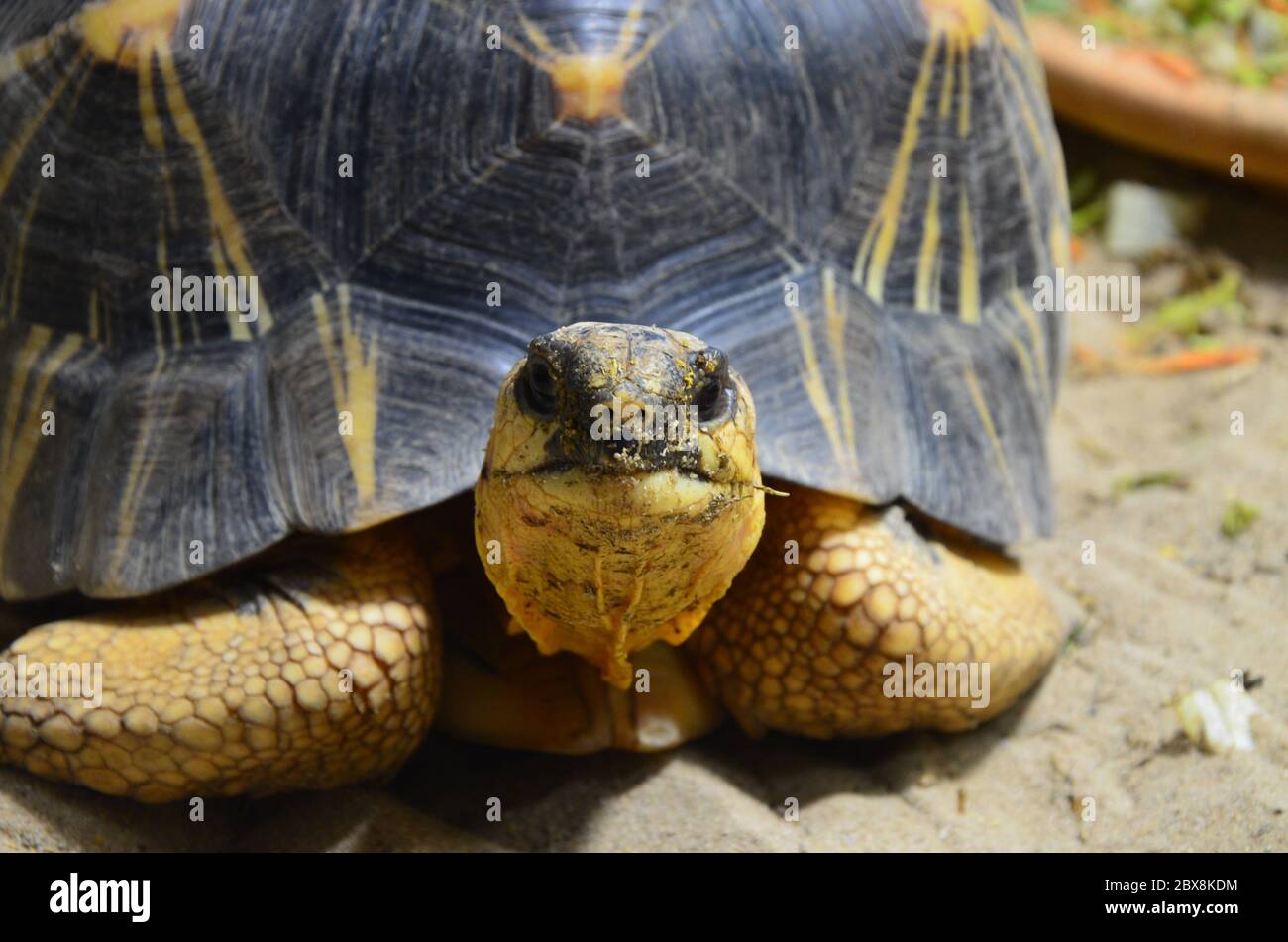 Land Tortoise walking in Sand Stock Photo - Alamy