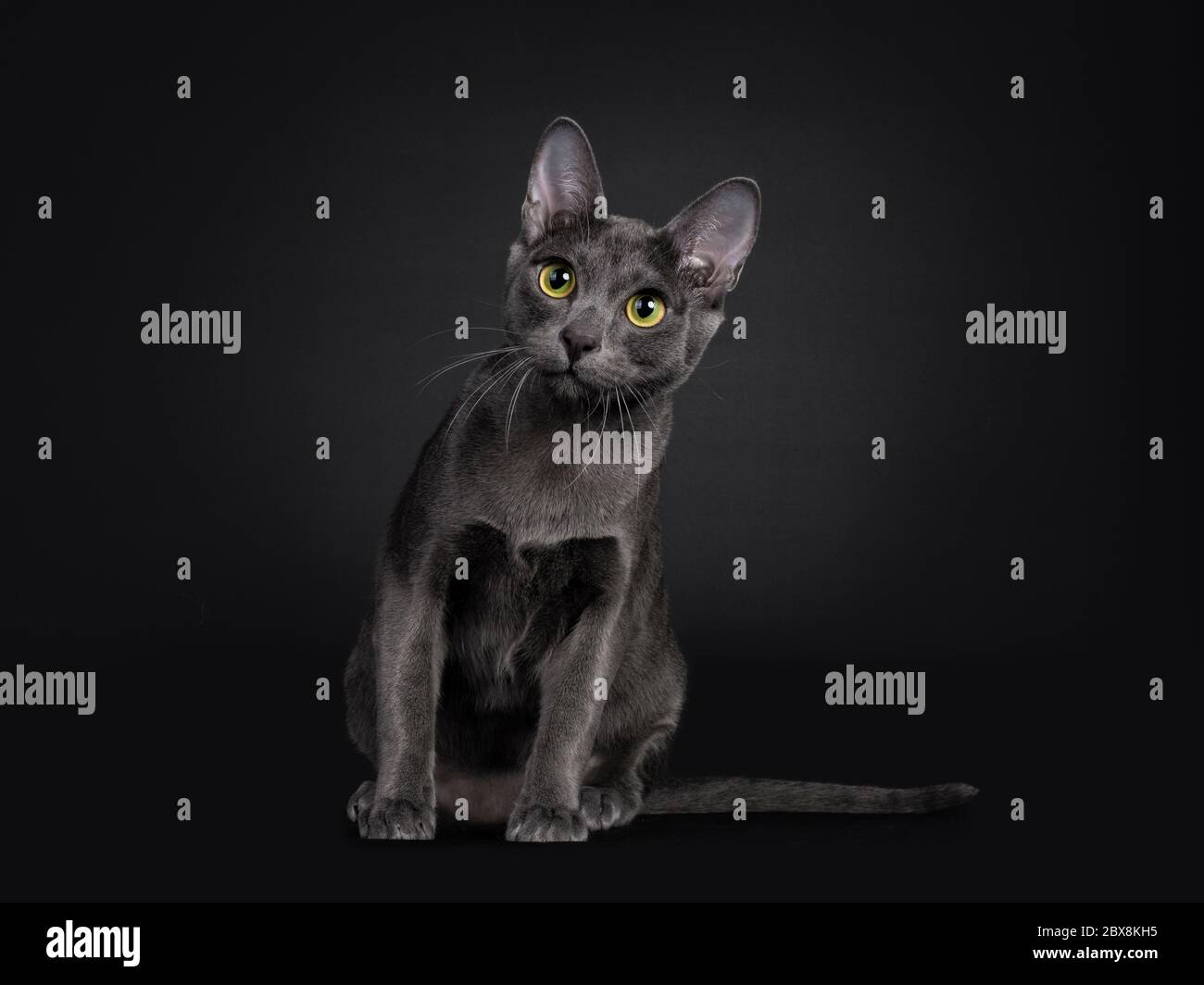Beautiful female Korat cat, sitting facing front with one paw in air ...