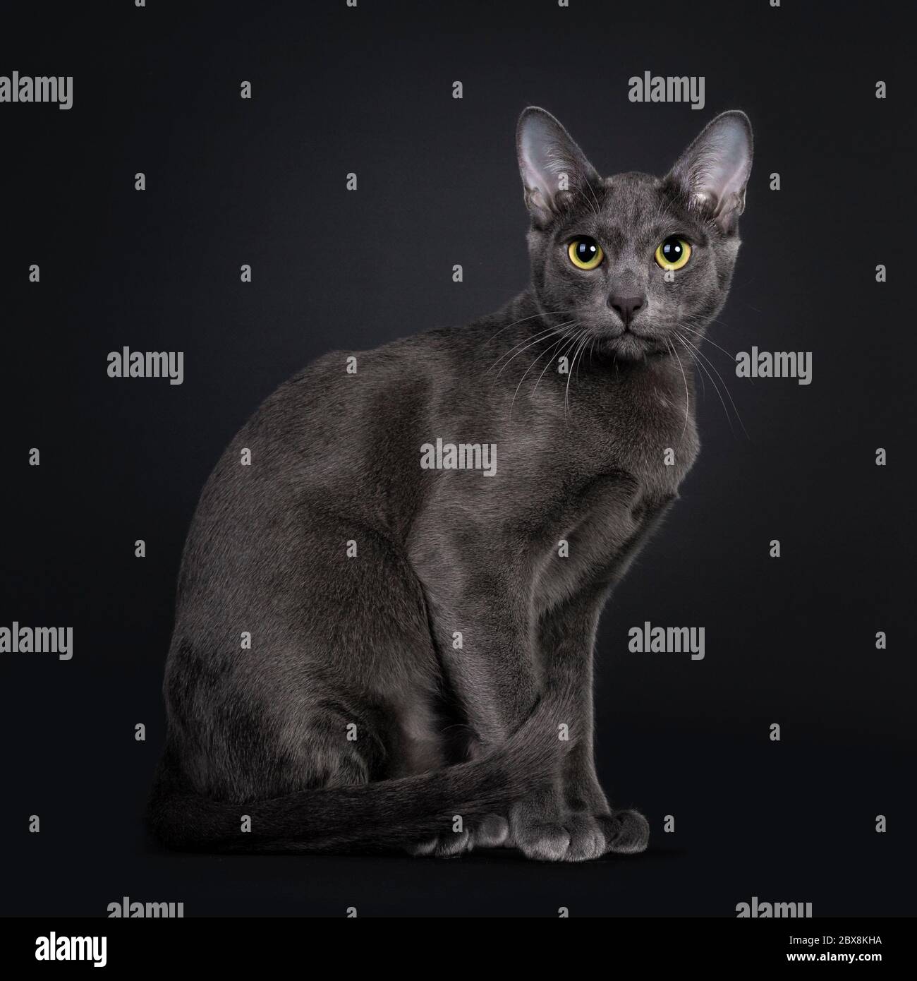 Beautiful female Korat cat, sitting side ways. Looking at camera with ...