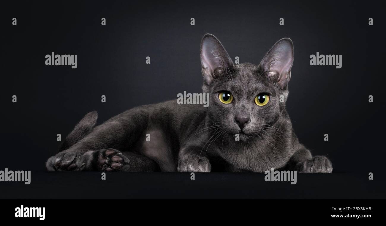 Beautiful female Korat cat, laying down side ways. Looking focussed ...