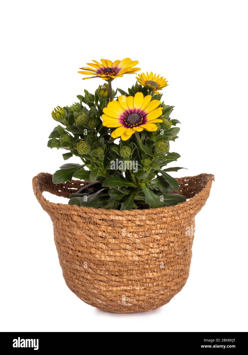 Close up view spanish Cut Out Stock Images & Pictures - Alamy