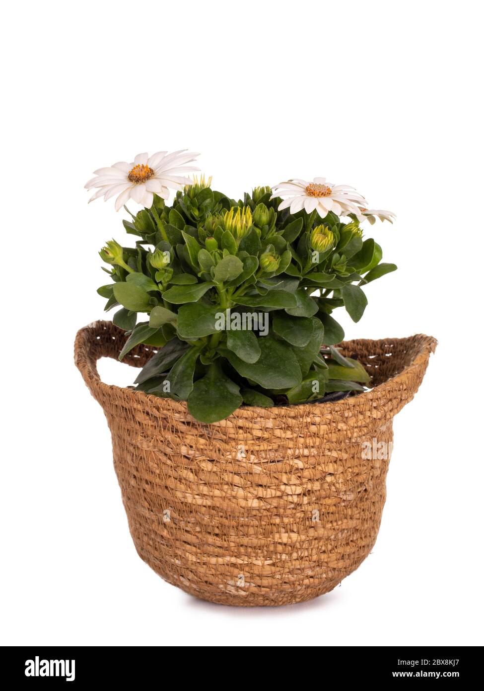 Side view of white Spanish Daisy in brown natural pot, isolated on ...