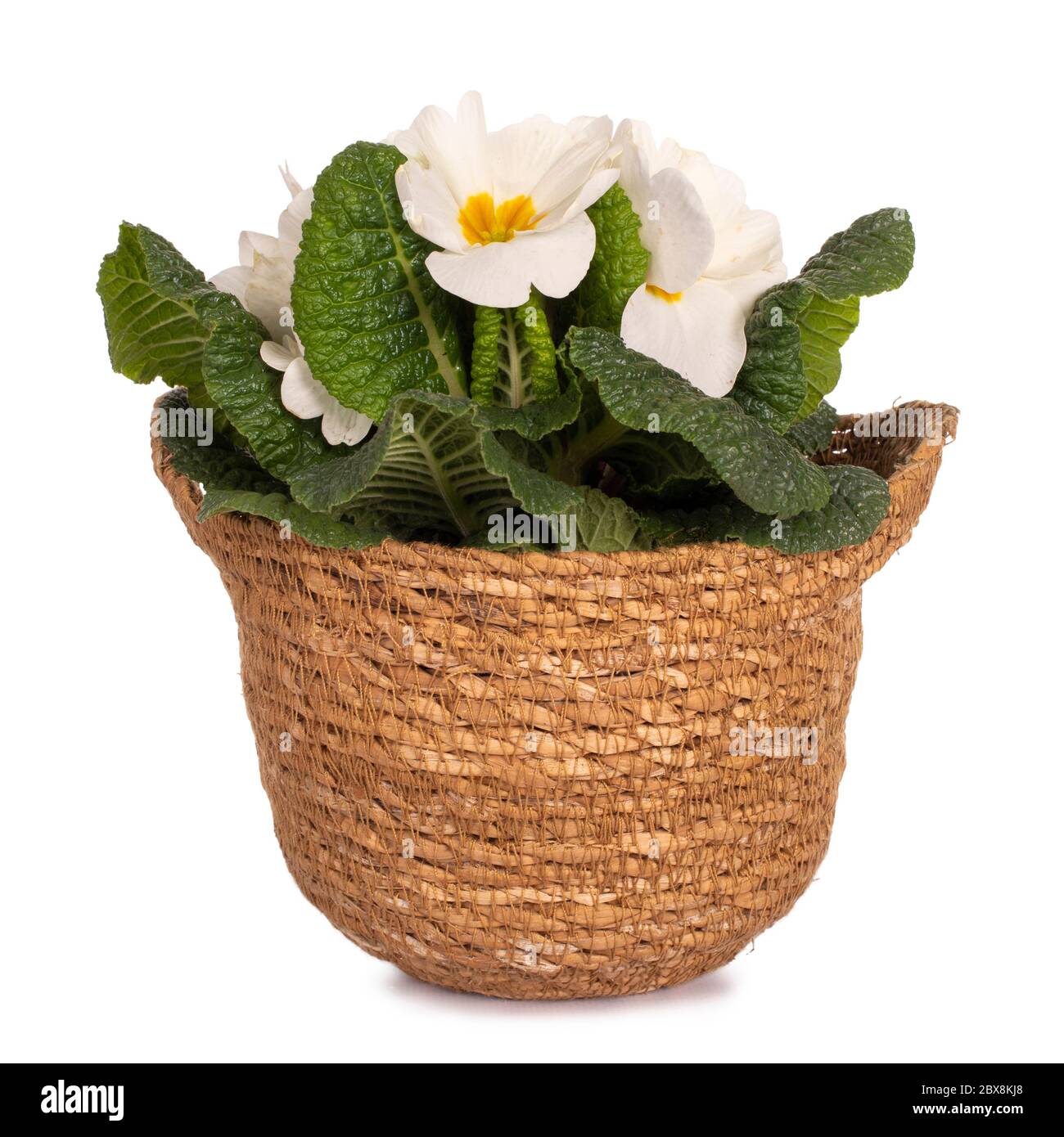 Primrose primula vulgaris cut out hi-res stock photography and images ...
