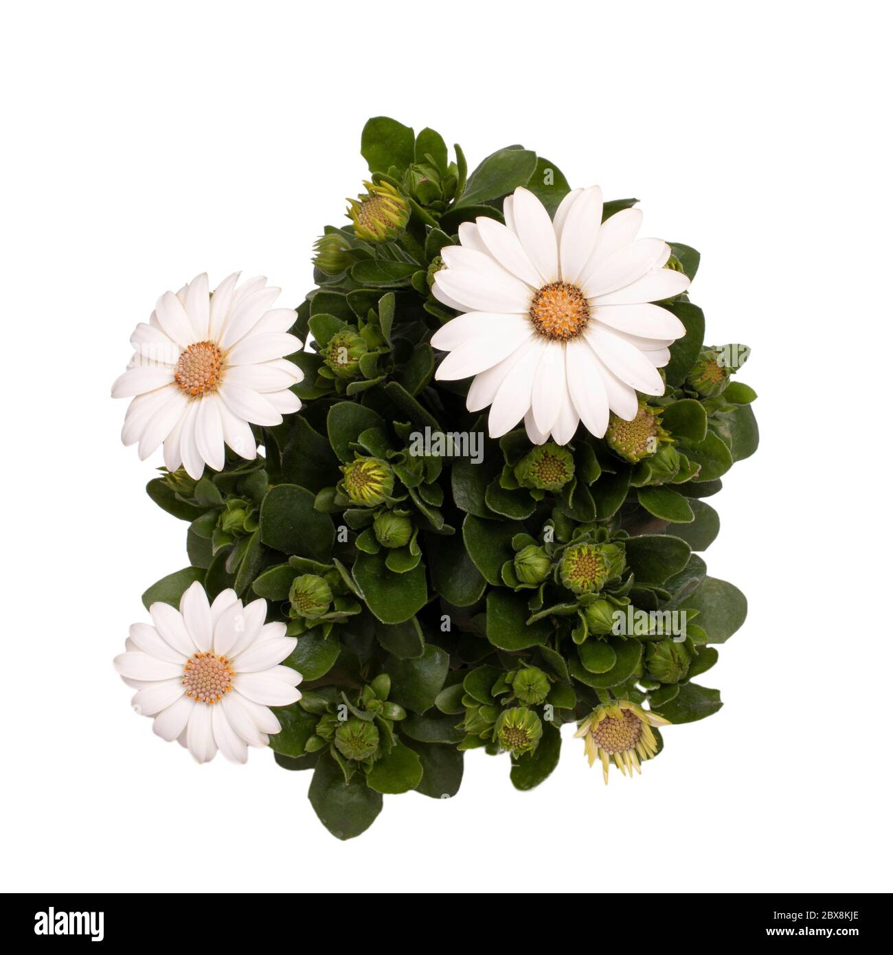 Top view of white Spanish Daisy plant, isolated on white background ...