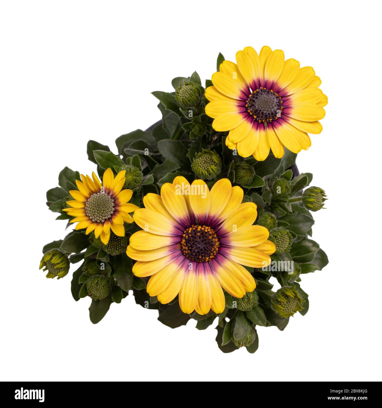 Top view of yellow Spanish Daisy plant, isolated on white background ...