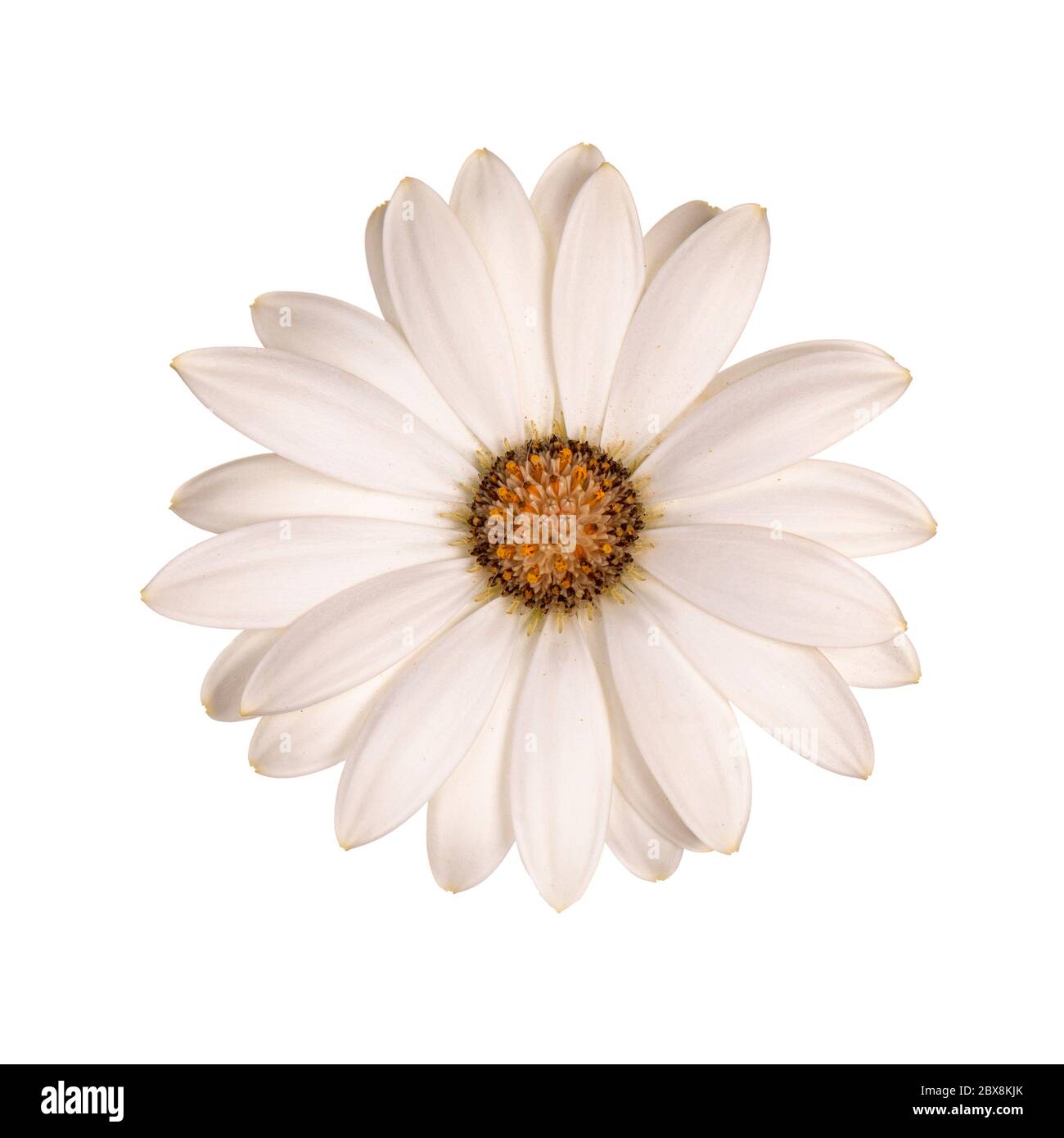 Top view of white single Spanish Daisy flower, isolated on white ...