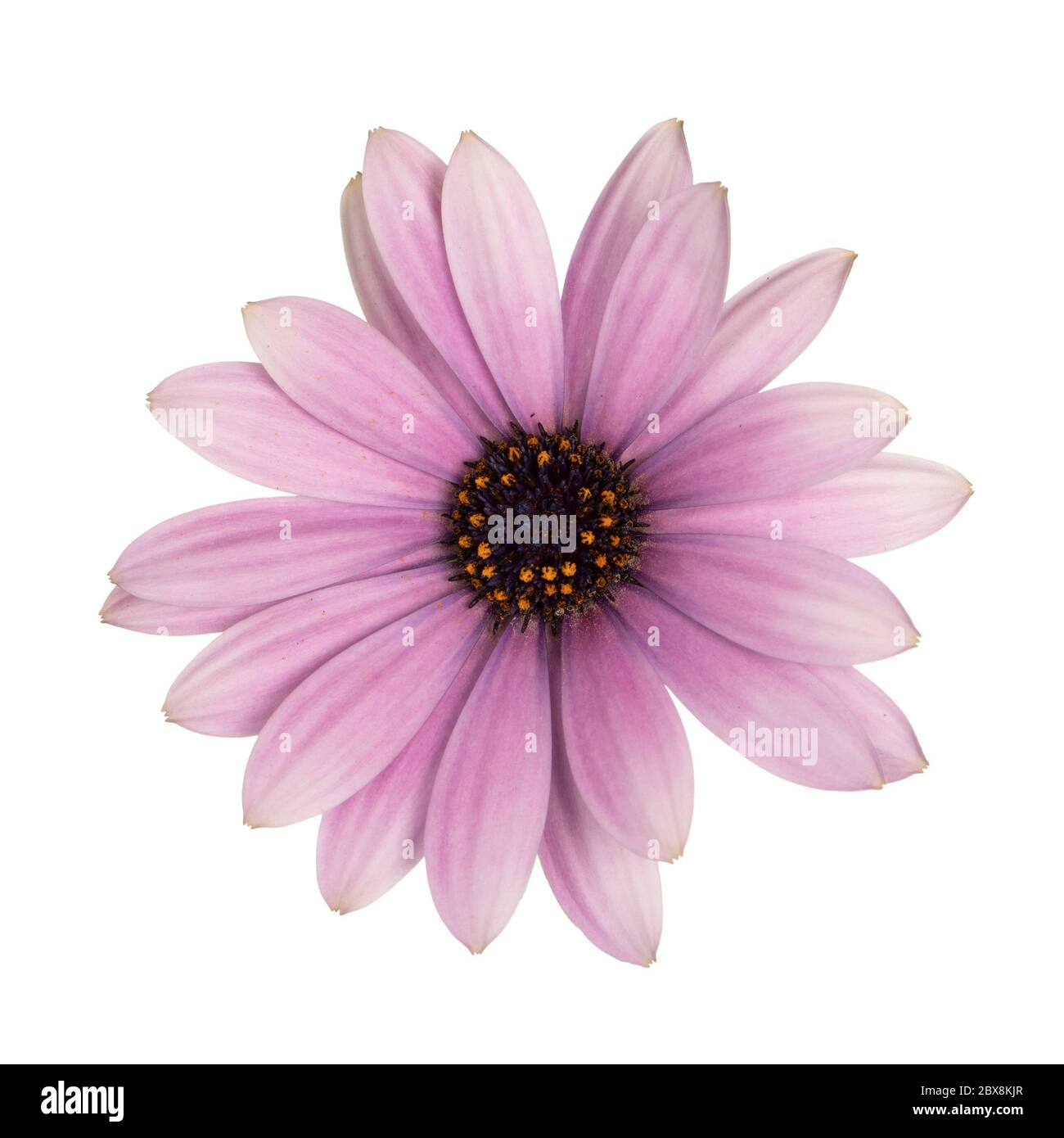Top view of pink single Spanish Daisy flower, isolated on white ...