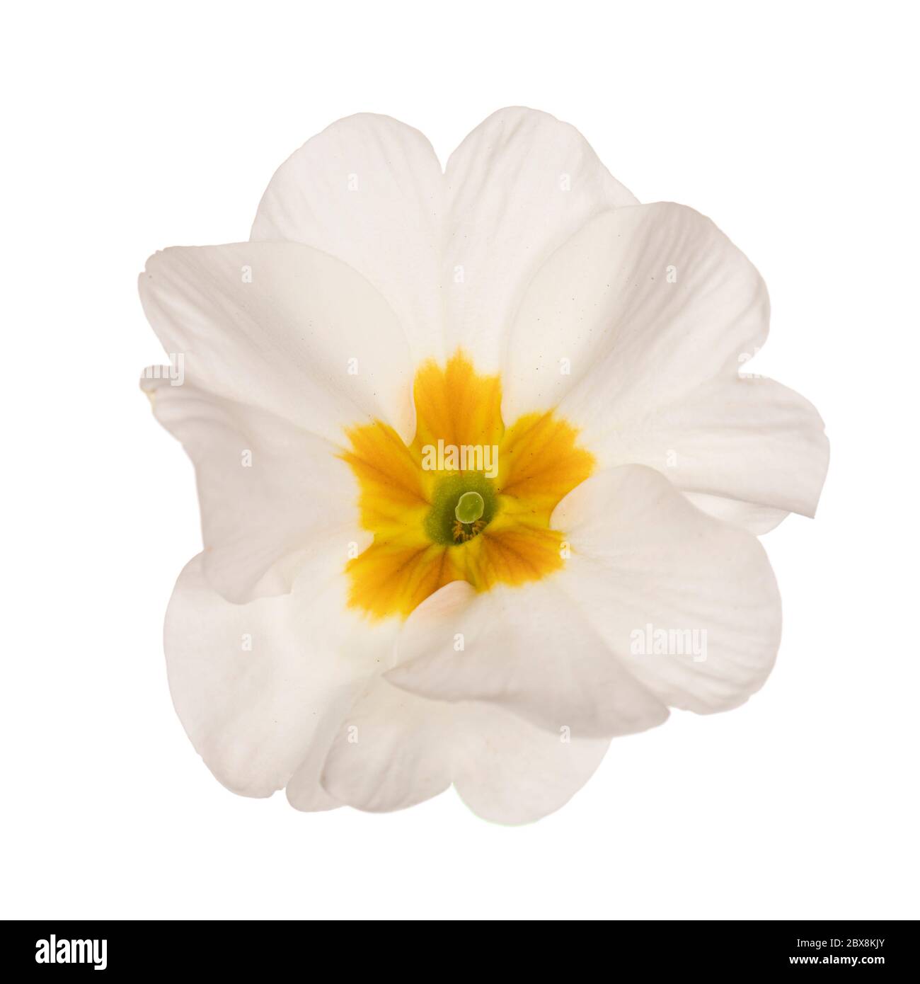 Top view single white primrose flower with yellow heart, isolated on ...