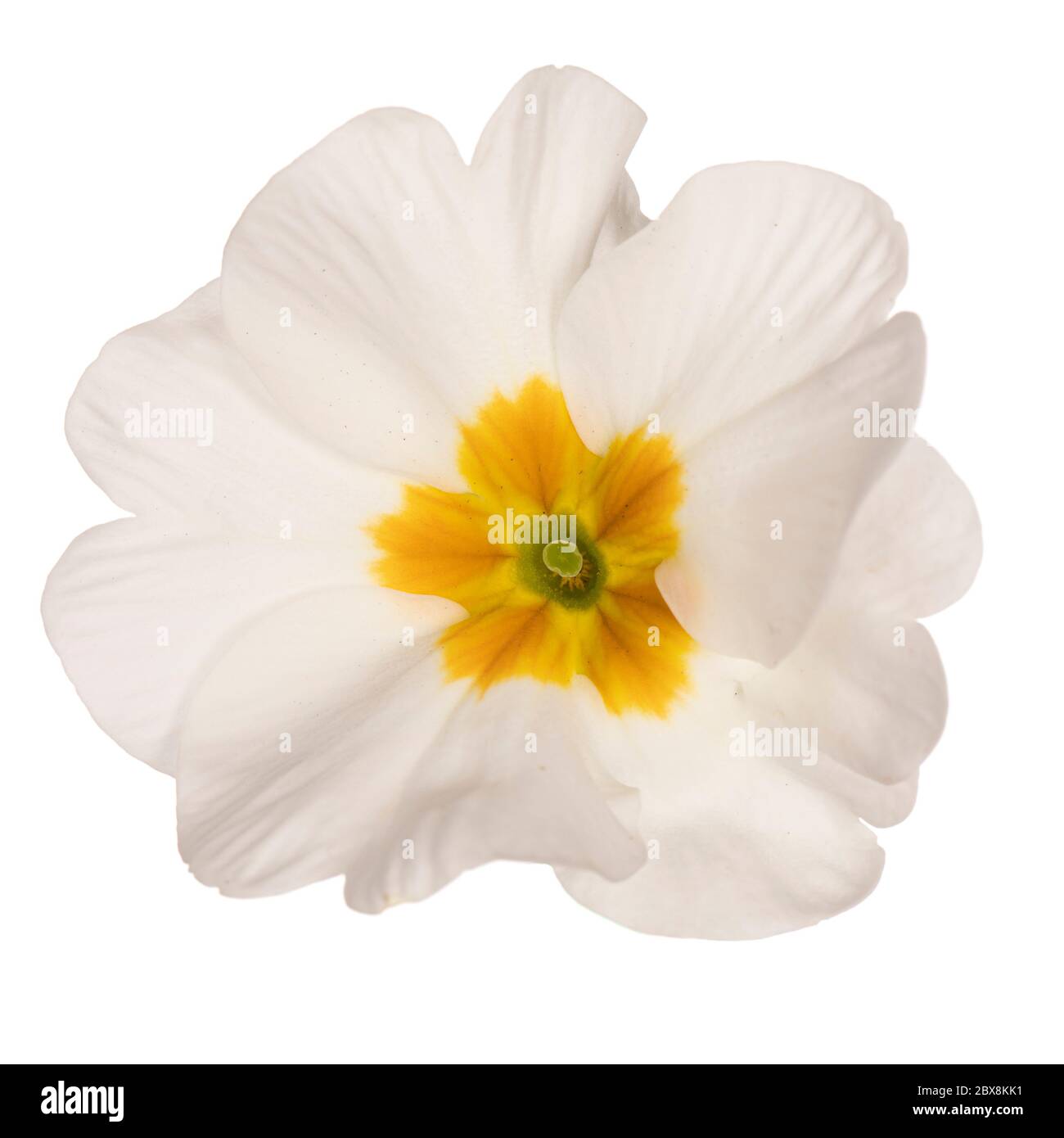Top view single white primrose flower with yellow heart, isolated on ...