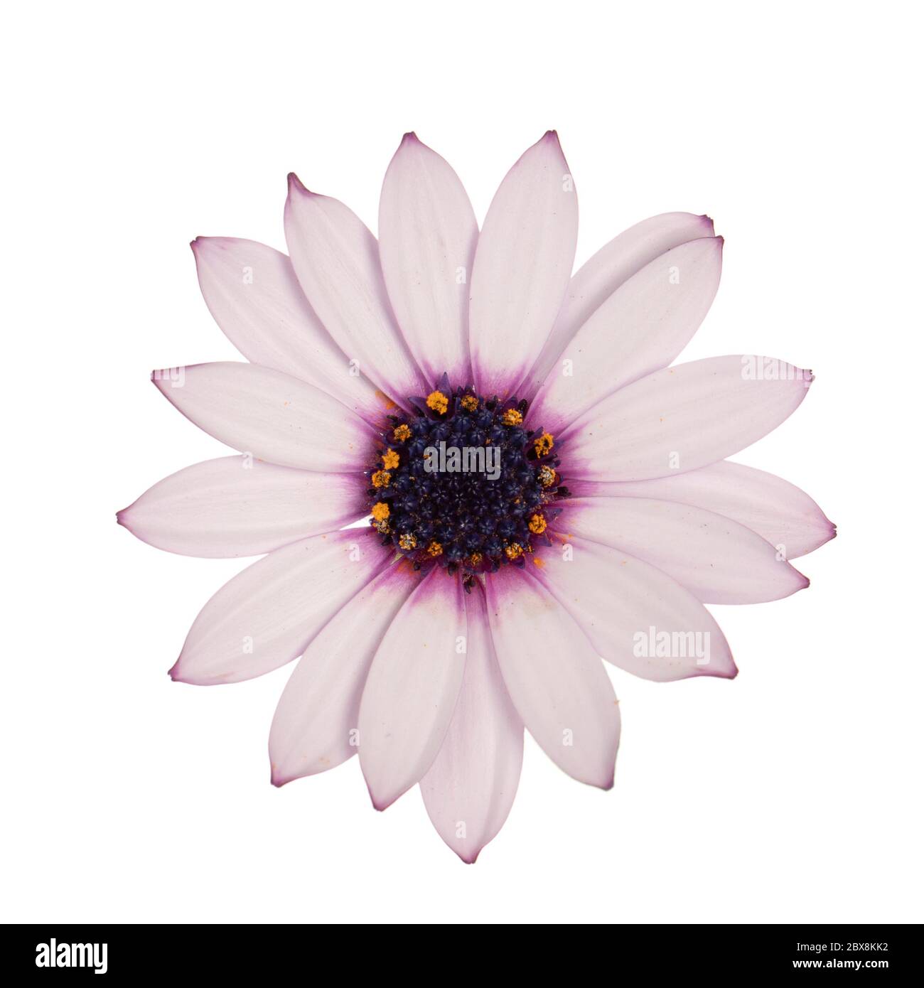 Top view of pink single Spanish Daisy flower, isolated on white ...