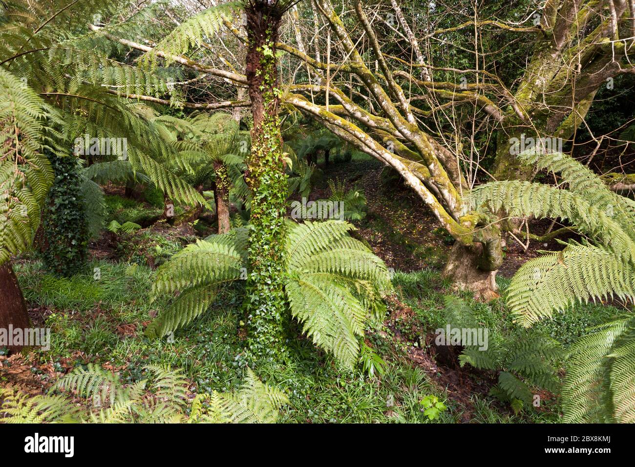 Tree ferns (Dicksonia antarctica), Trewidden Garden, Penzance, Cornwall ...