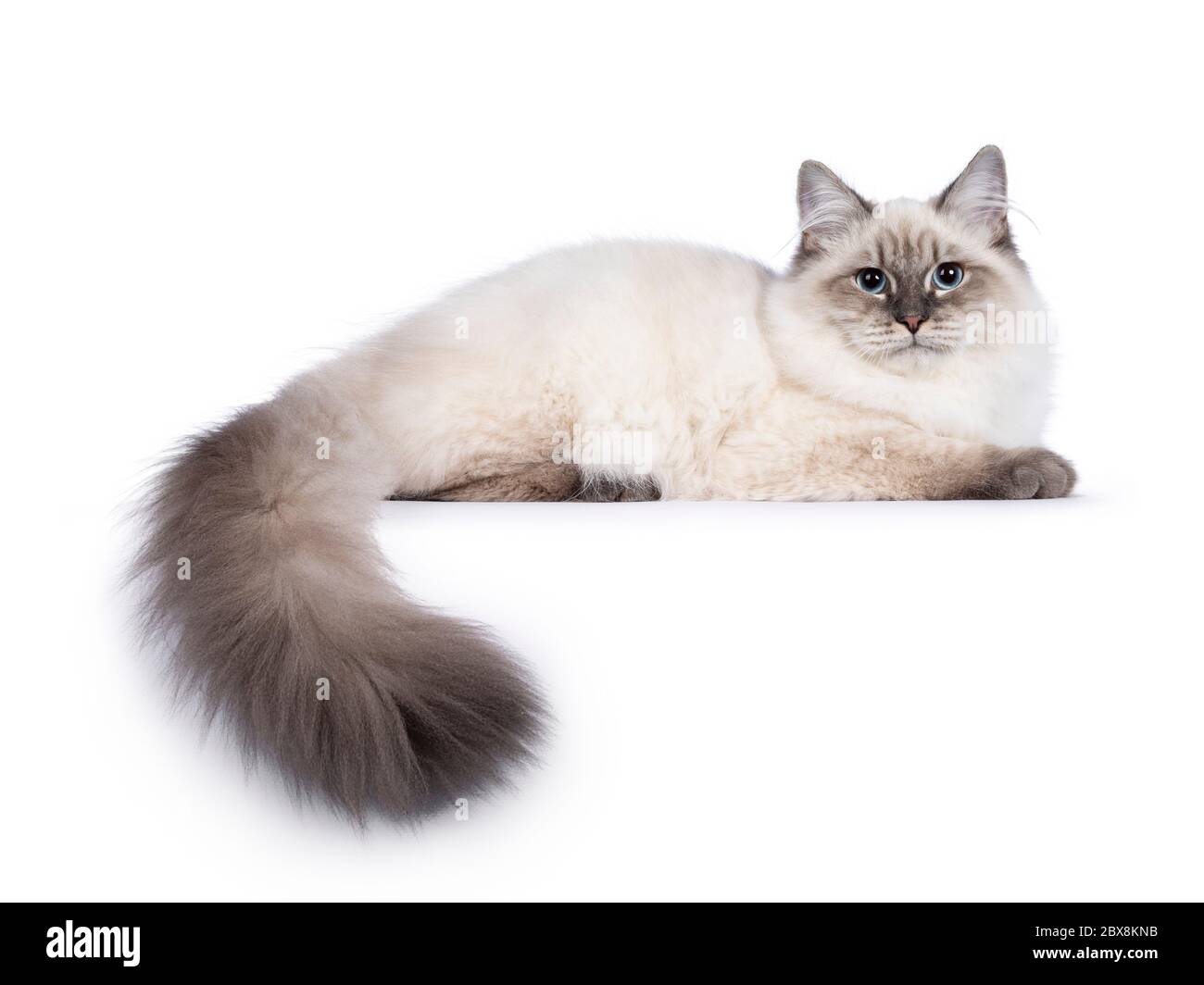 Cute young Neva Masquerade cat kitten, laying down side ways. Looking ...