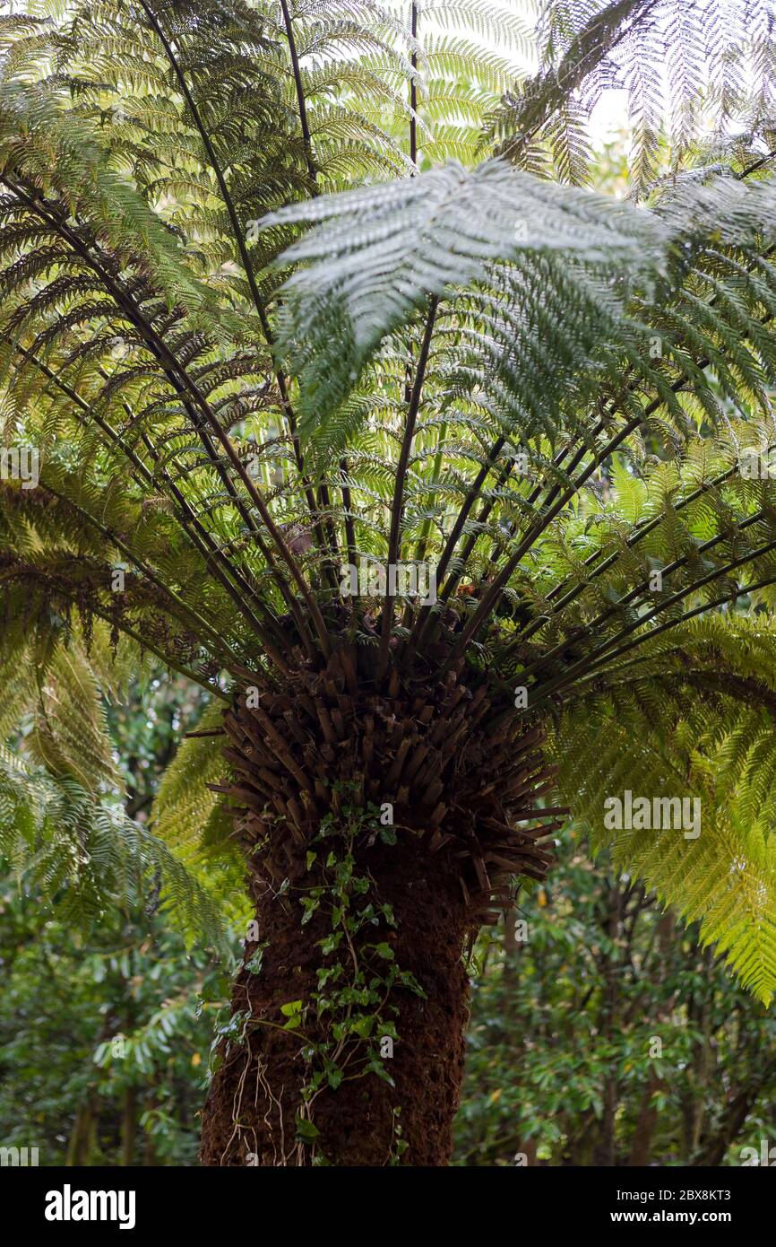 Tree ferns (Dicksonia antarctica), Trewidden Garden, Penzance, Cornwall ...