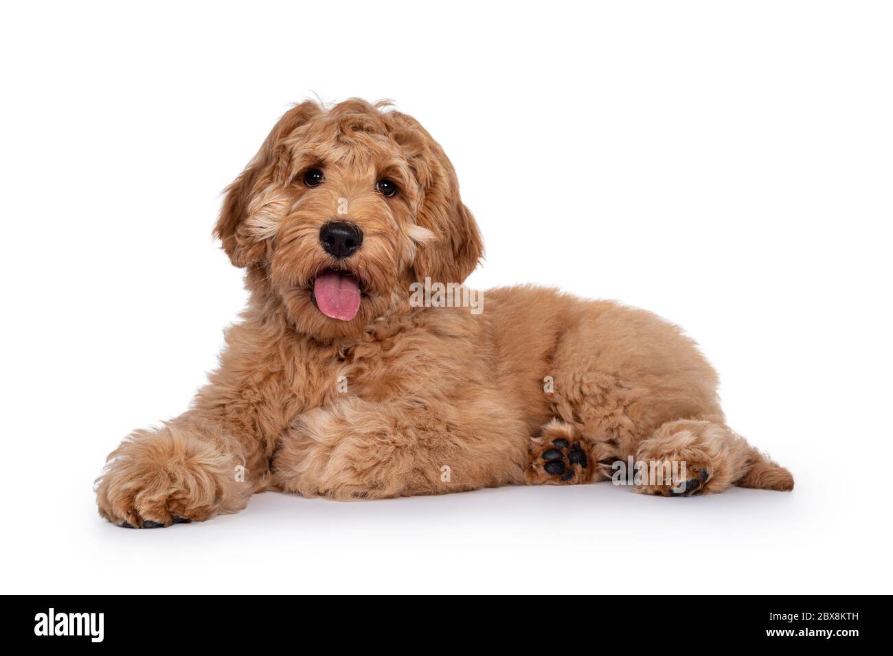 Cute 4 months young Labradoodle pup, laying down side ways. Looking at ...